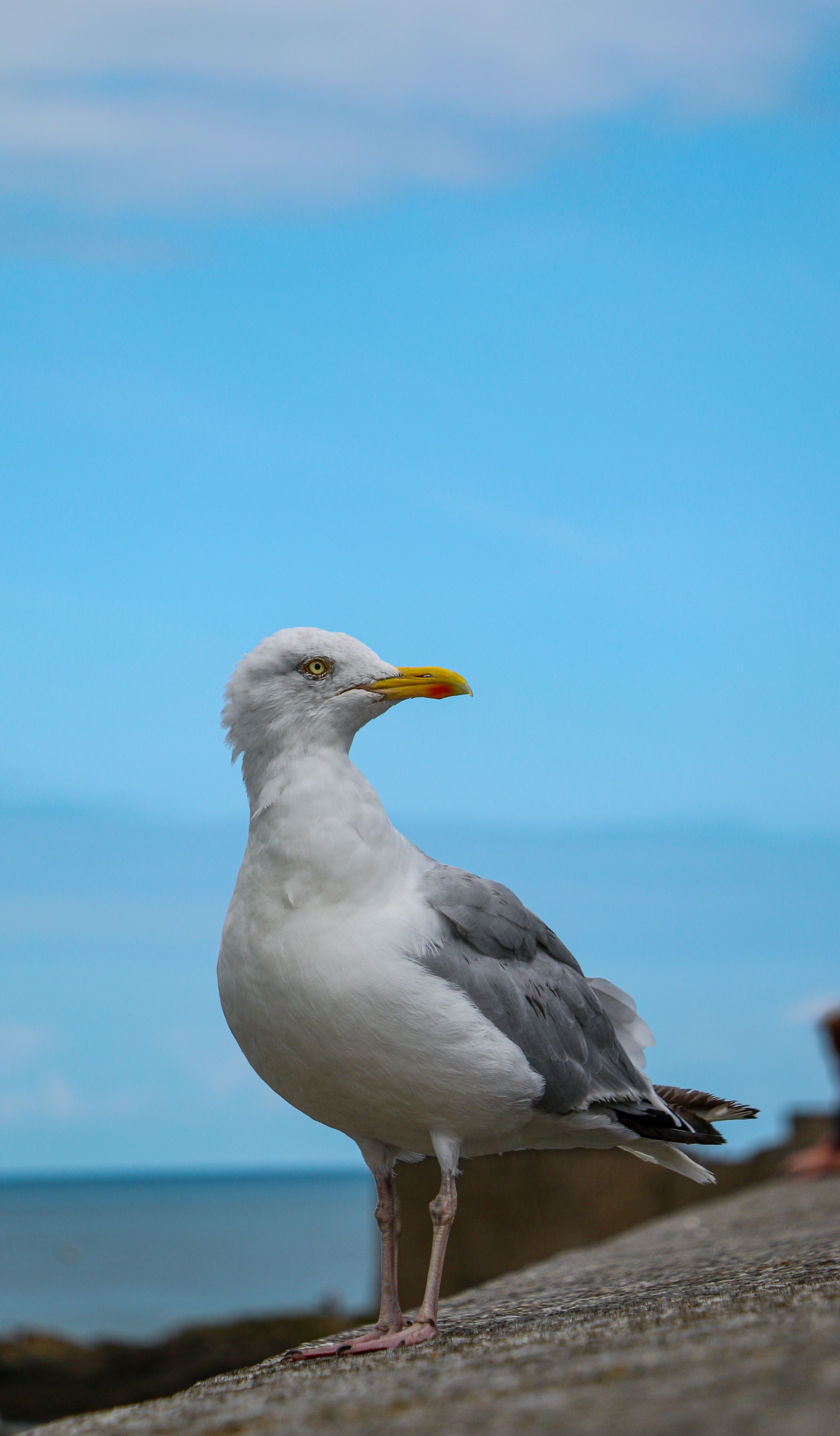 White Seagull on Brown Surface · Free Stock Photo