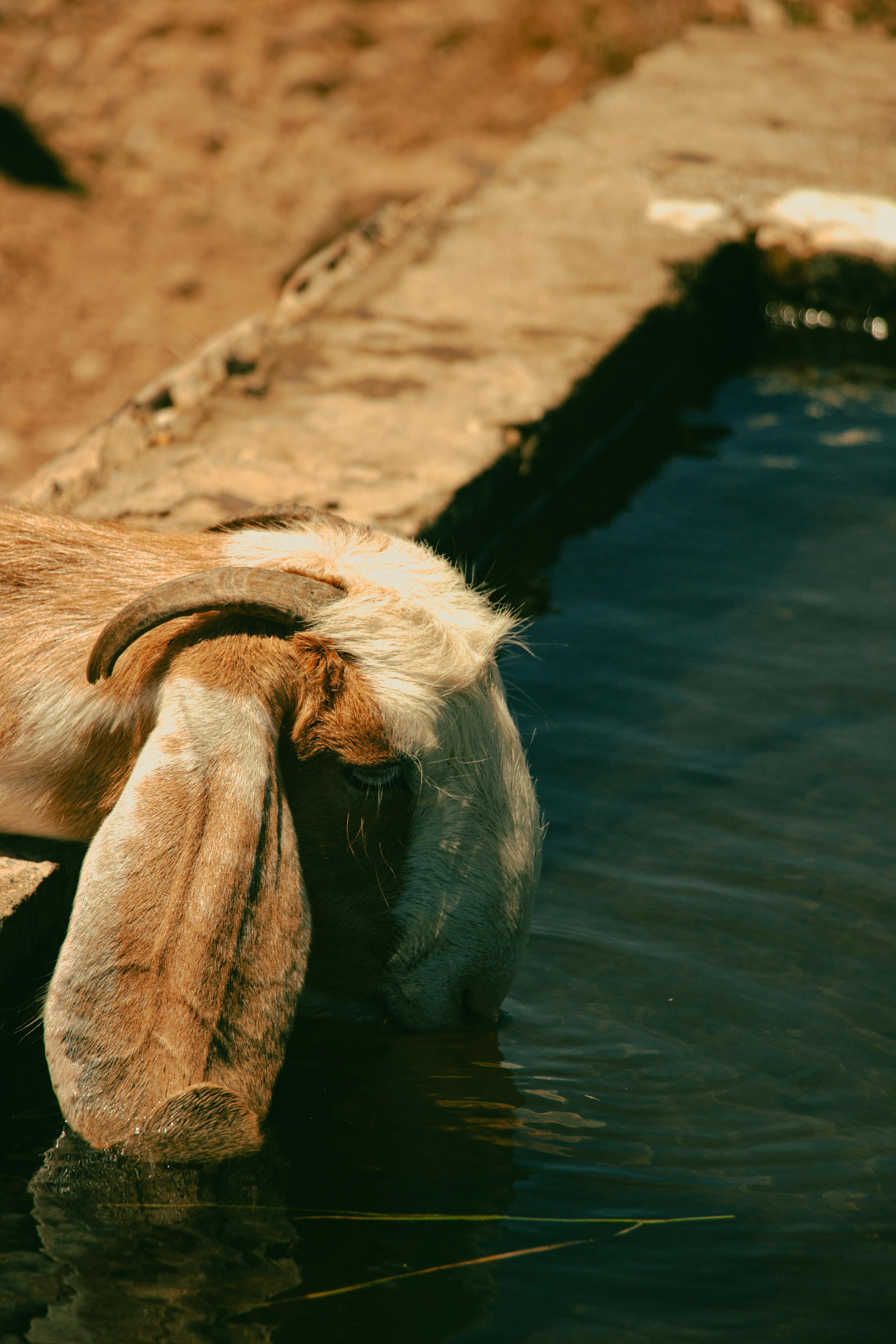 Close-up of a Goat Drinking Water on a Farm · Free Stock Photo