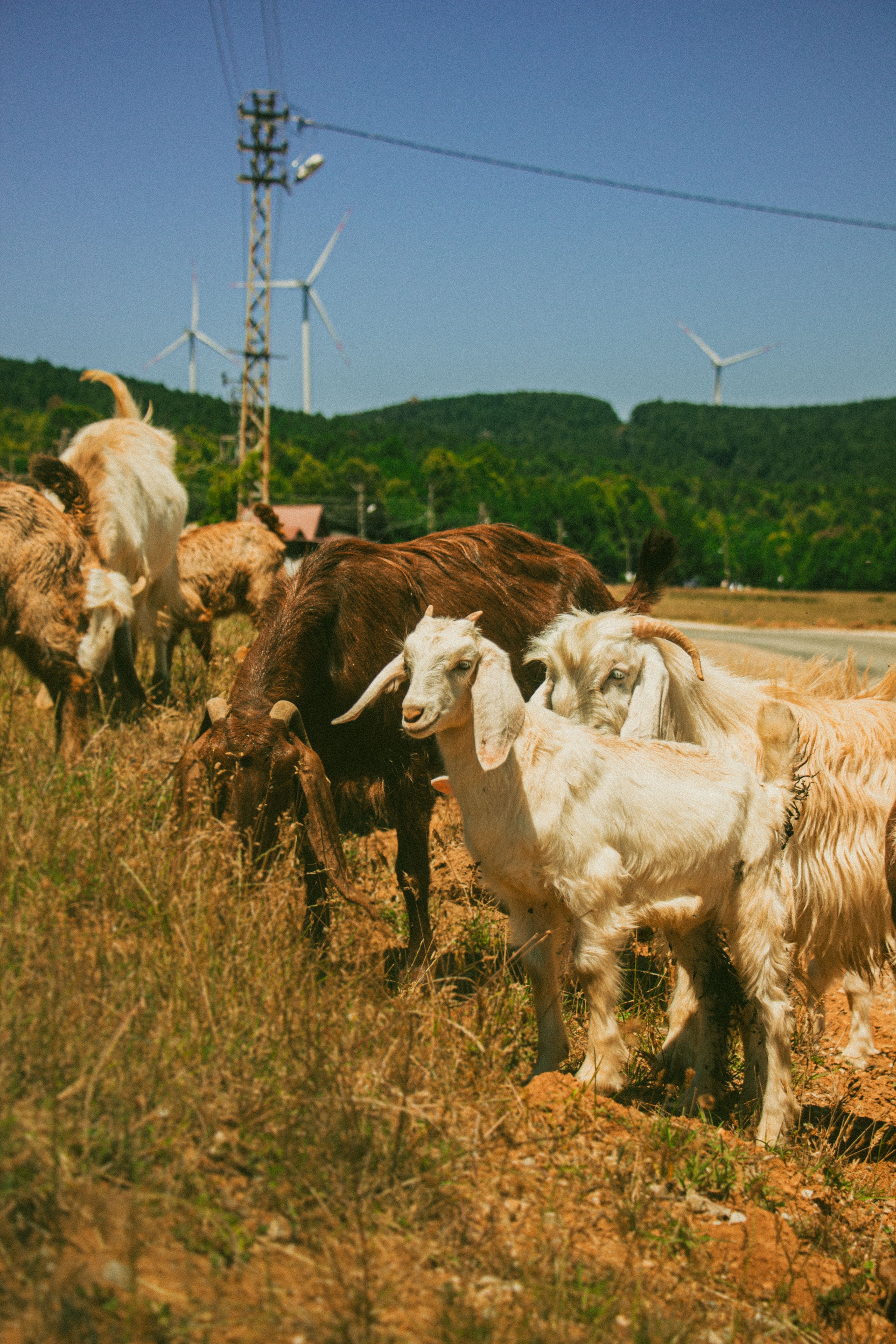 Herd of Goats at Field · Free Stock Photo