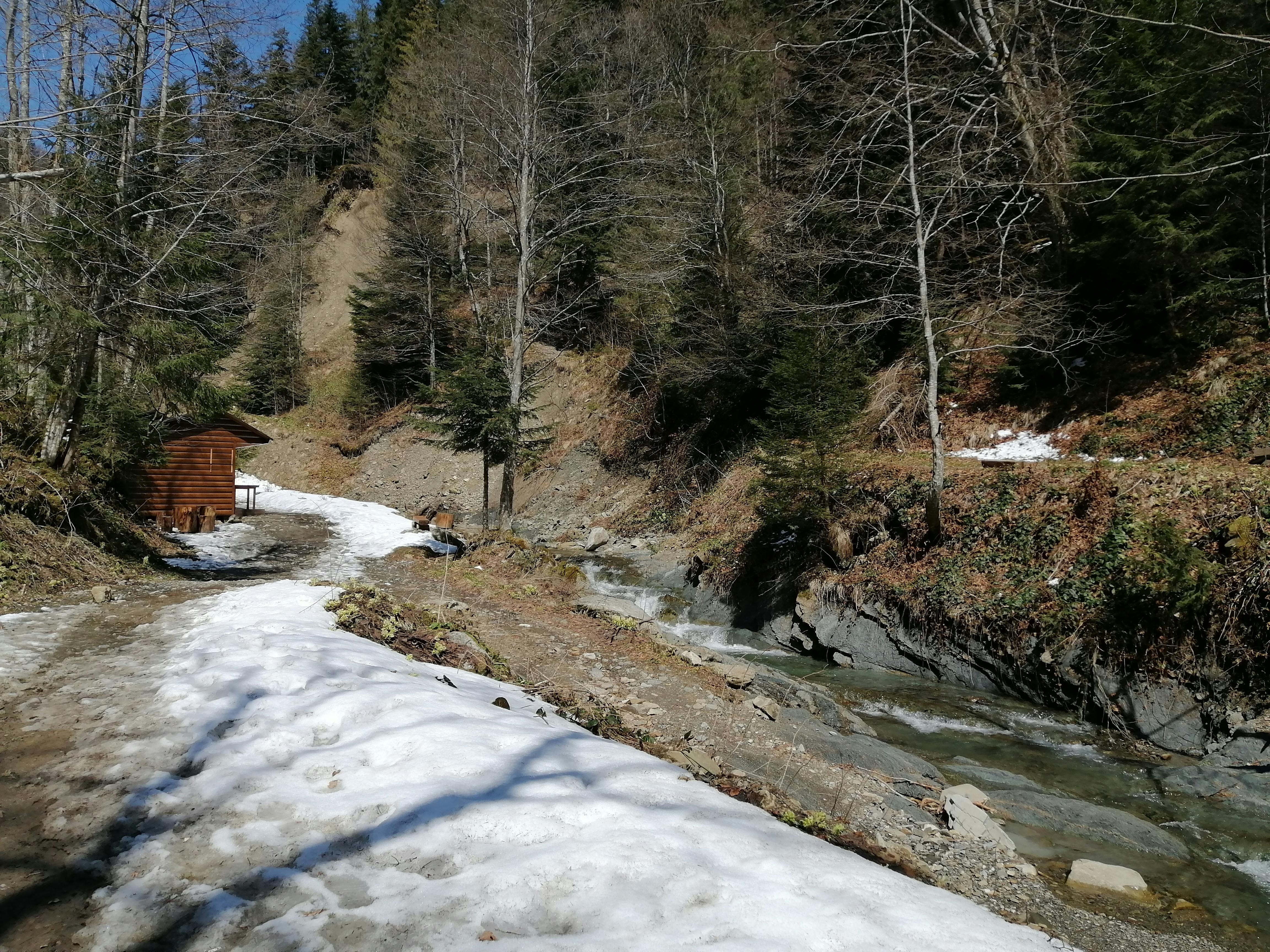 Snow near Stream in Forest · Free Stock Photo