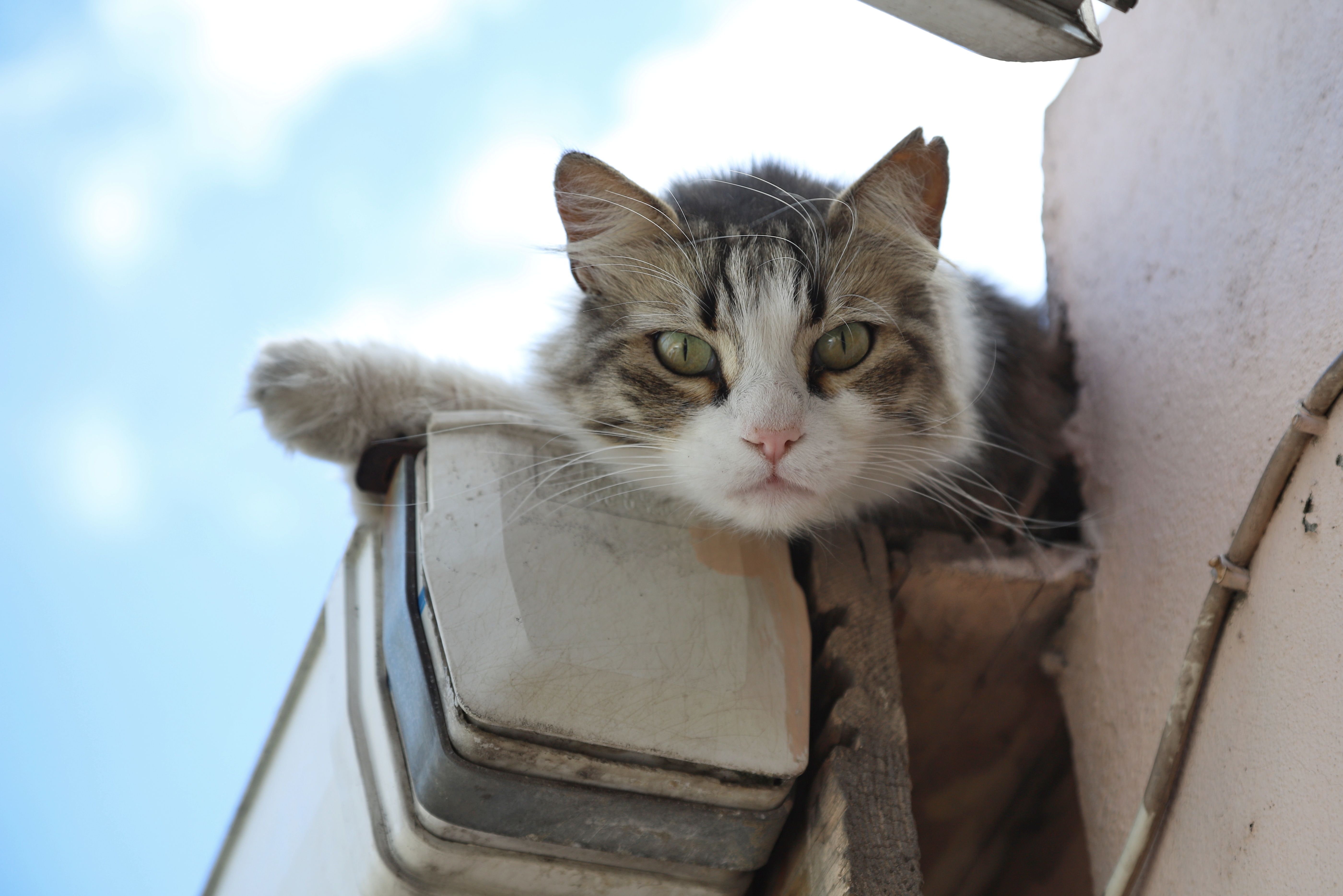 Cat Watching Sky Photos, Download The BEST Free Cat Watching Sky Stock ...