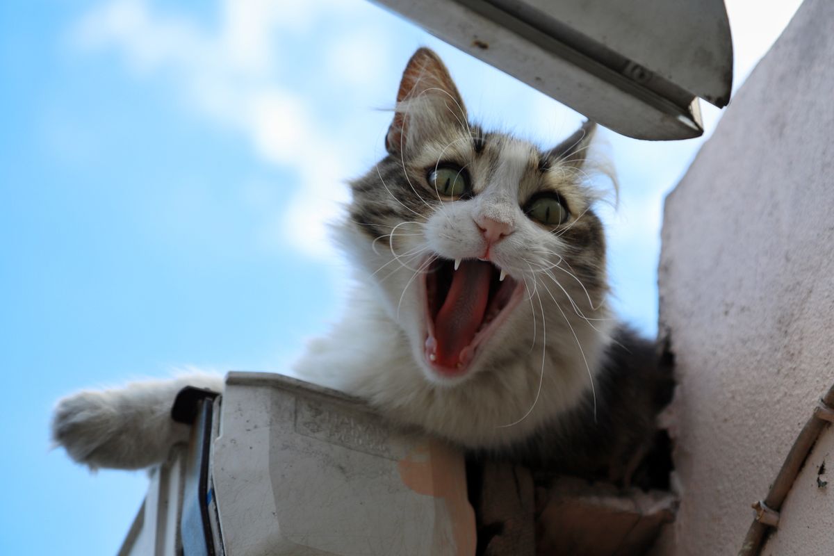 Silly Cat Photos, Download The BEST Free Silly Cat Stock Photos & HD Images