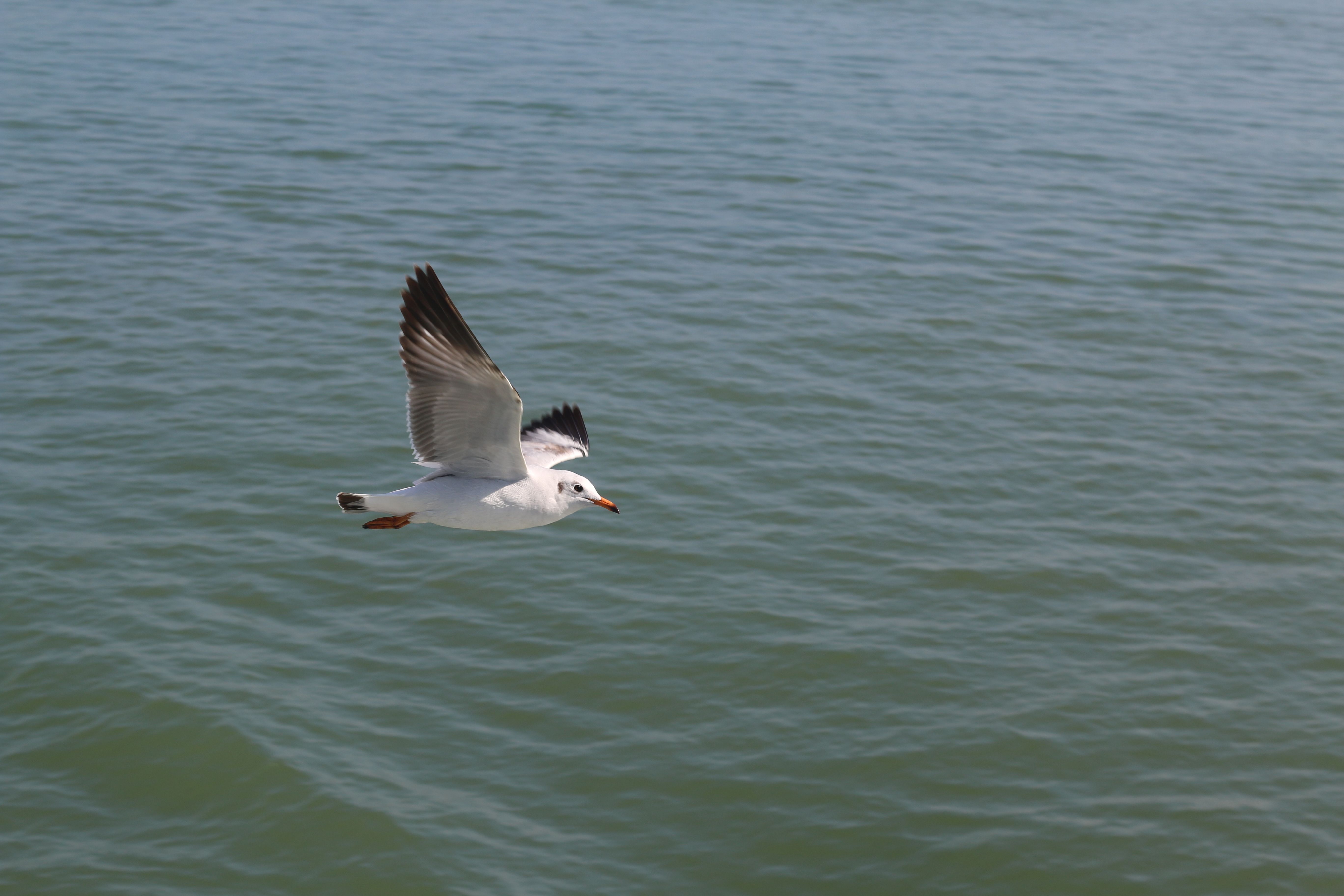 Birds Flying Near Body of Water · Free Stock Photo