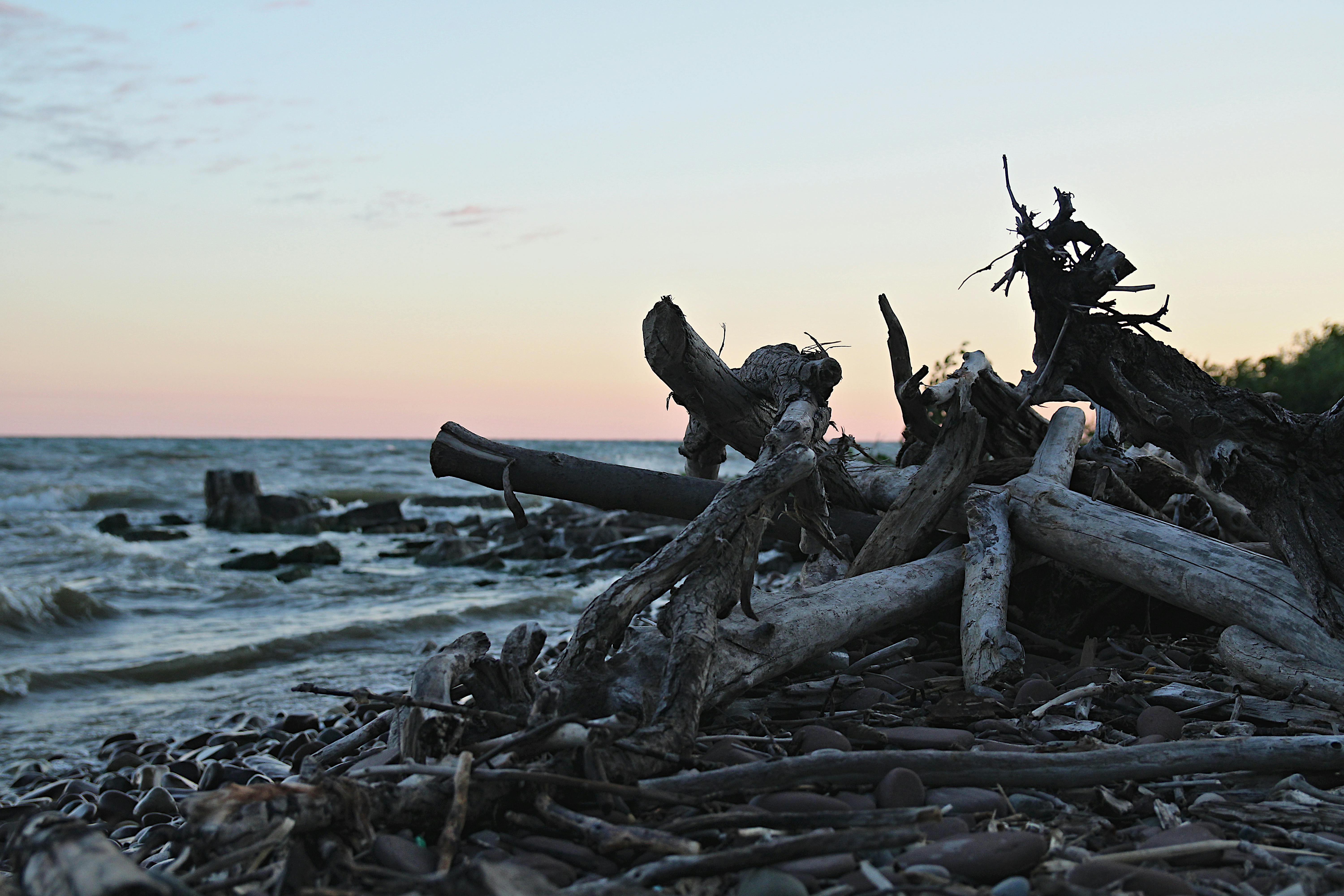 Blue Stumps Photos, Download The BEST Free Blue Stumps Stock Photos ...