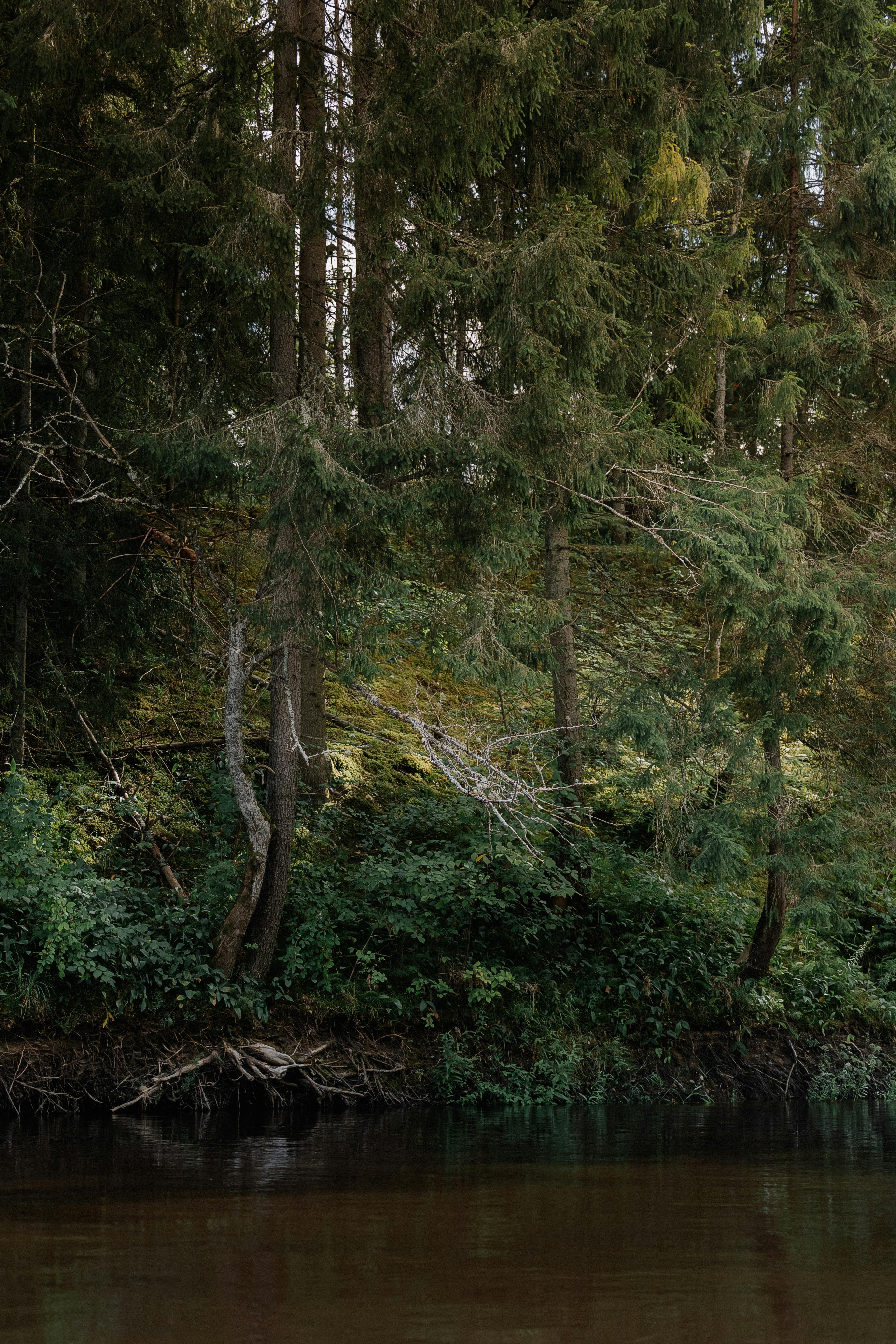 Trees by the Stream in Forest · Free Stock Photo
