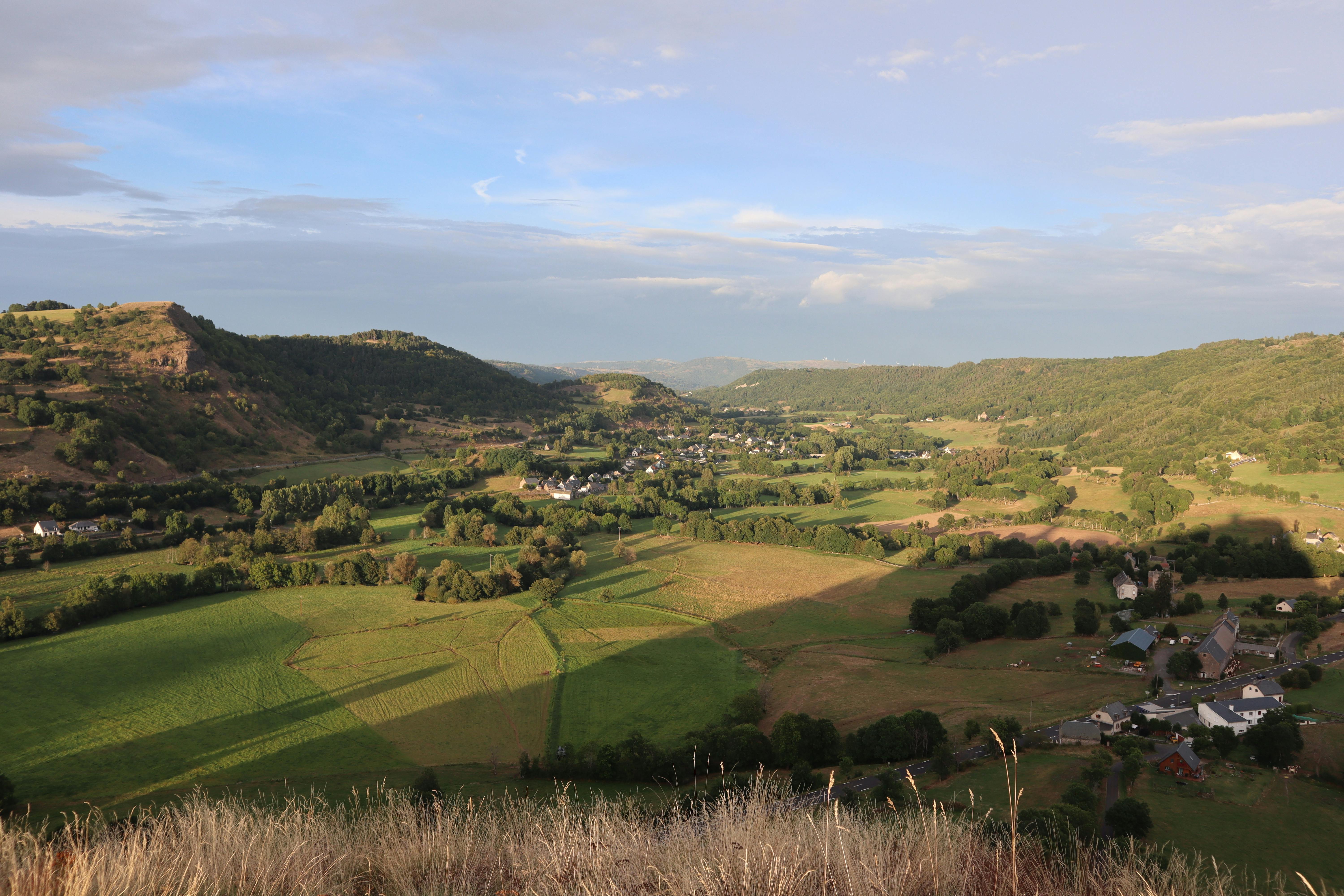Beige Field Near Trees · Free Stock Photo