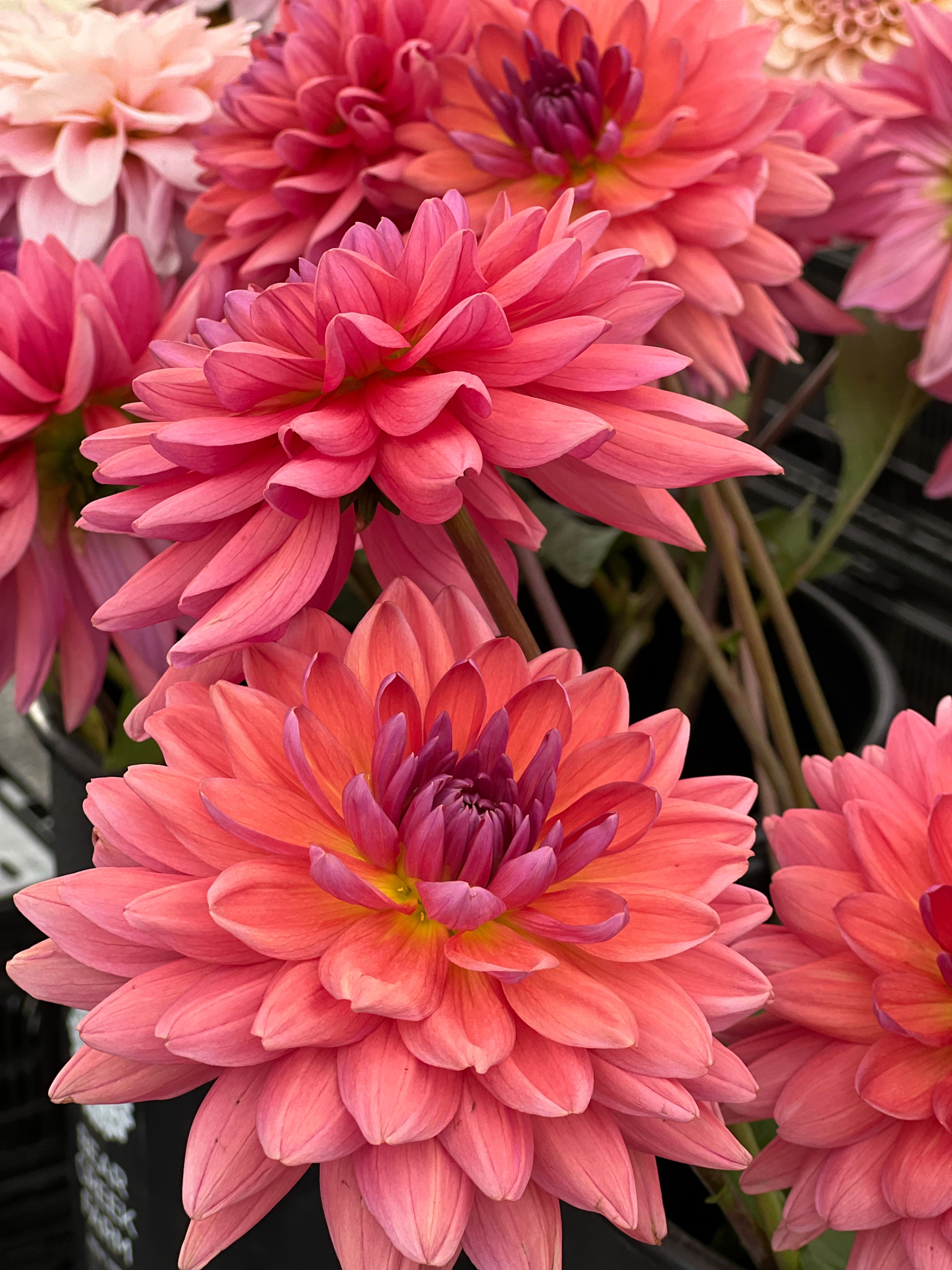 Dahlia 'pink princess' in red, white, and pink · Free Stock Photo