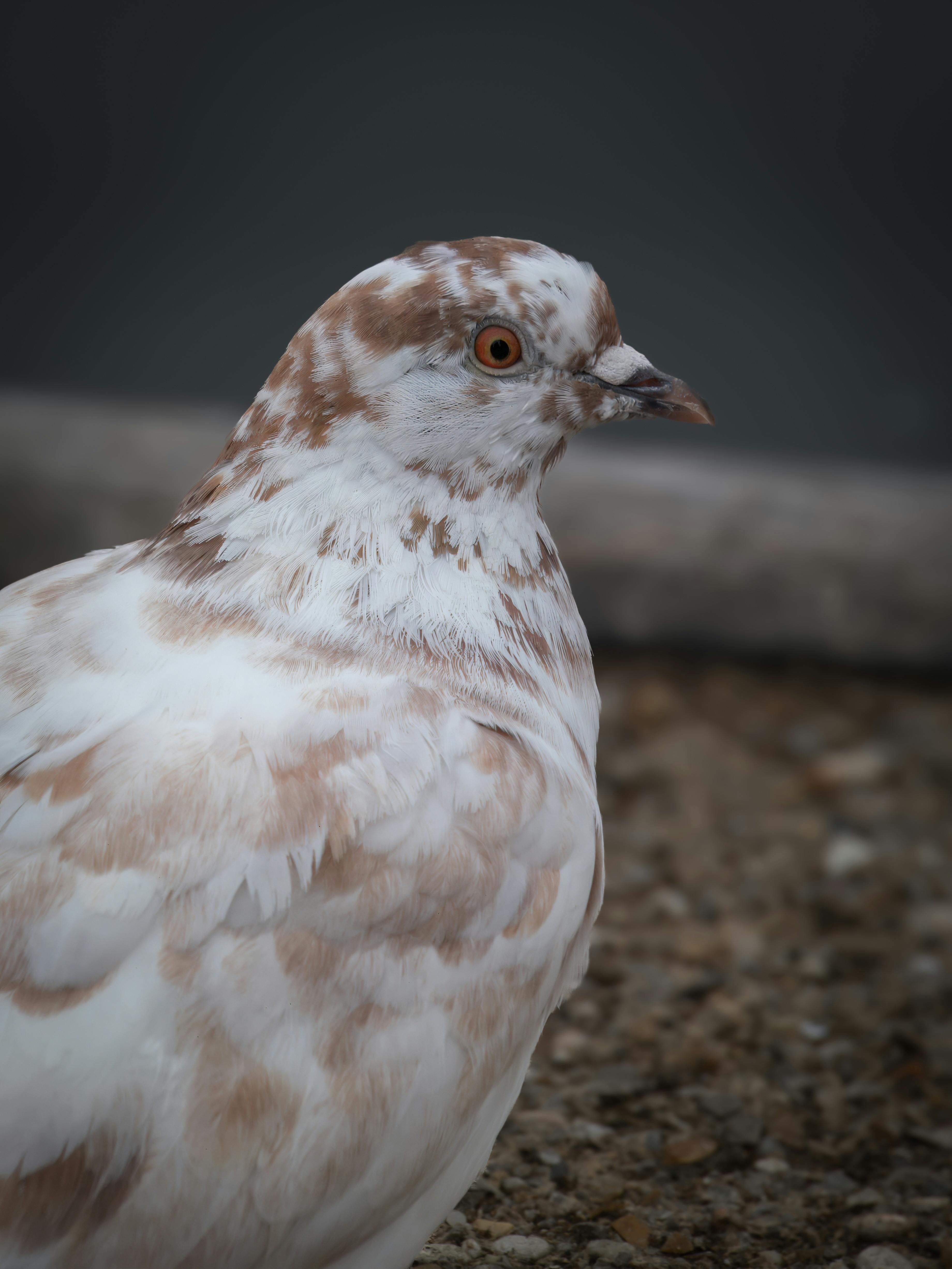 Side View of a White-Brown Pigeon · Free Stock Photo