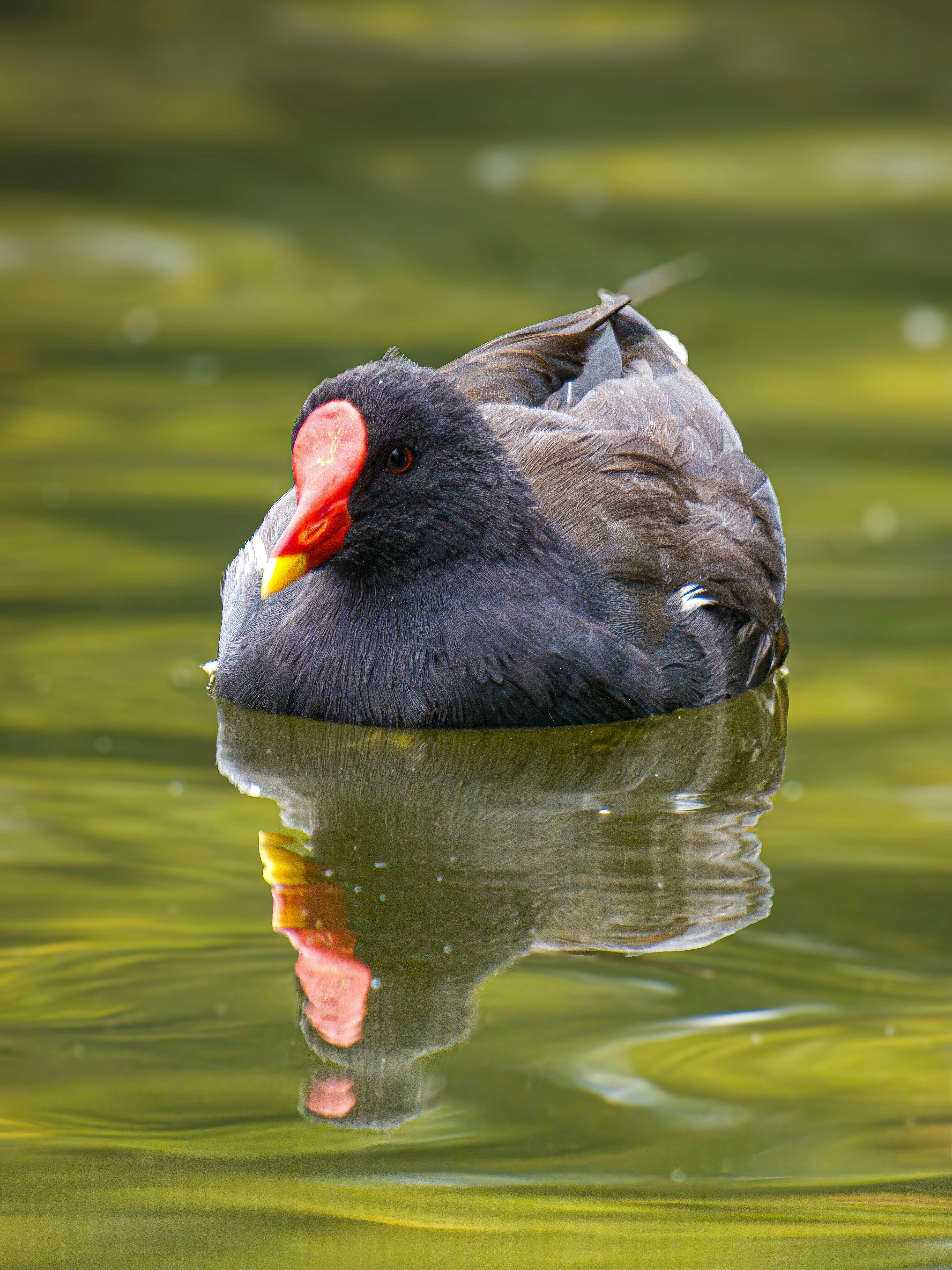 Swimming Swamp Chicken · Free Stock Photo