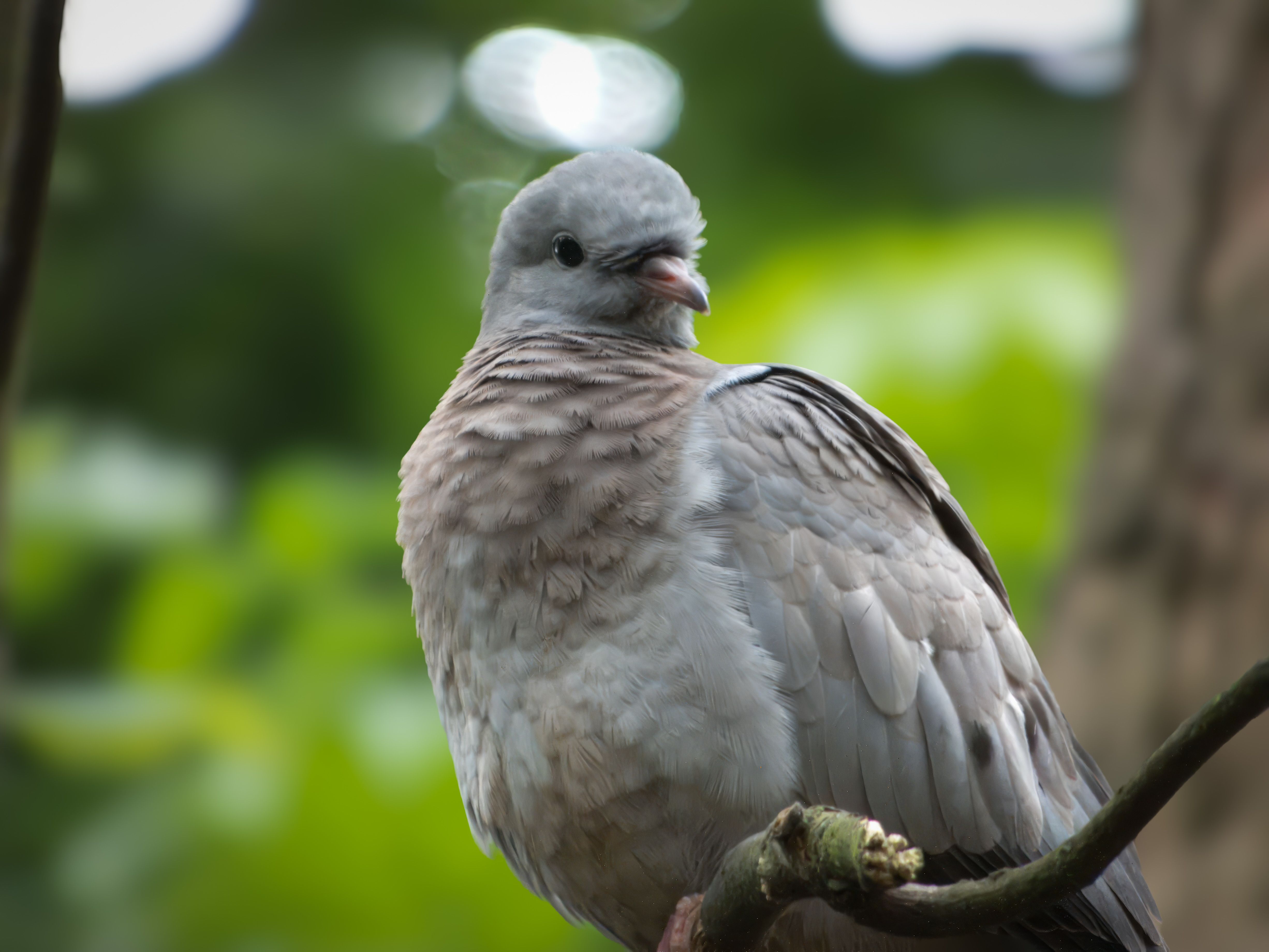 Close-up of a dove in a lush green setting · Free Stock Photo