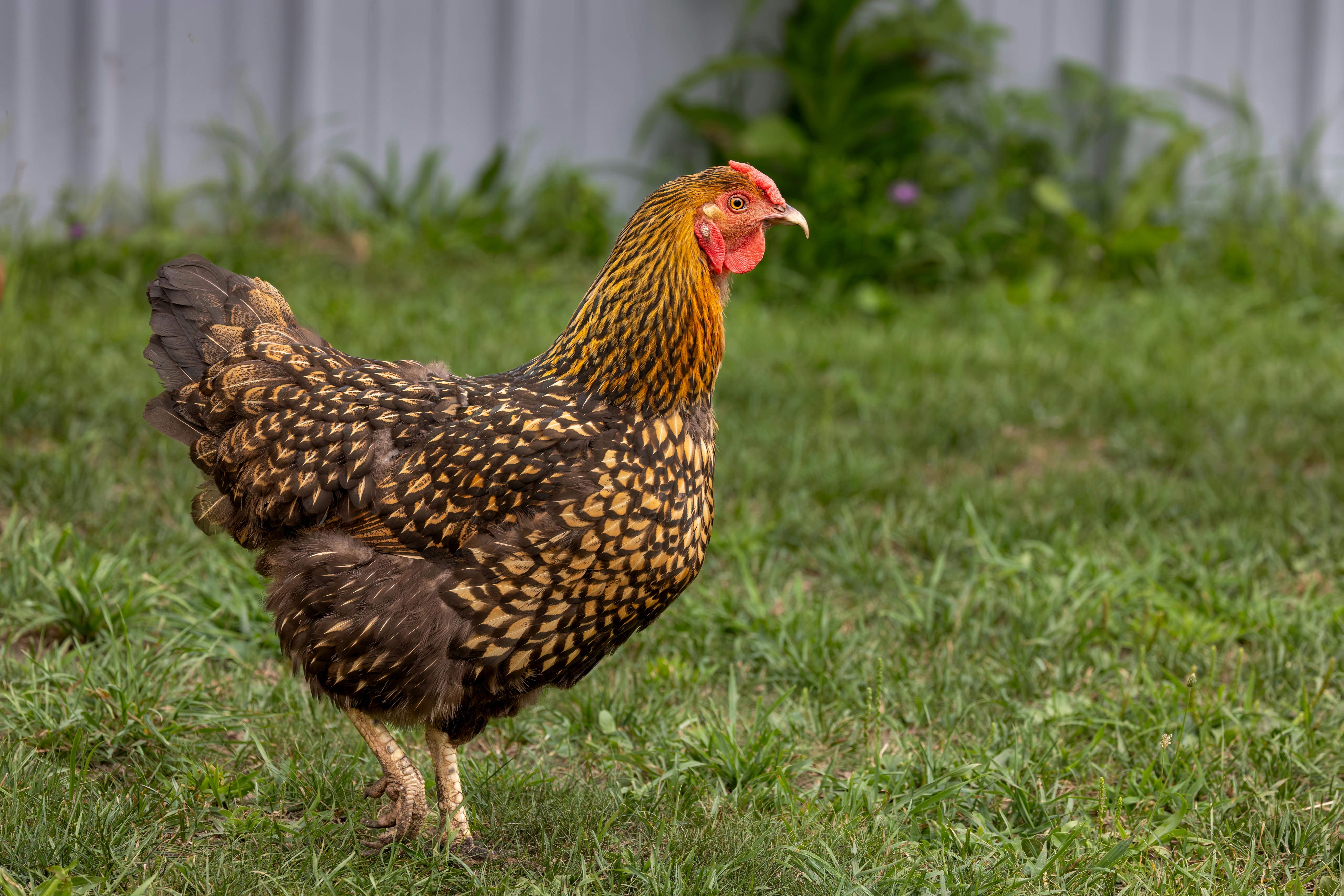 Portrait of a Hen Standing on Grass · Free Stock Photo
