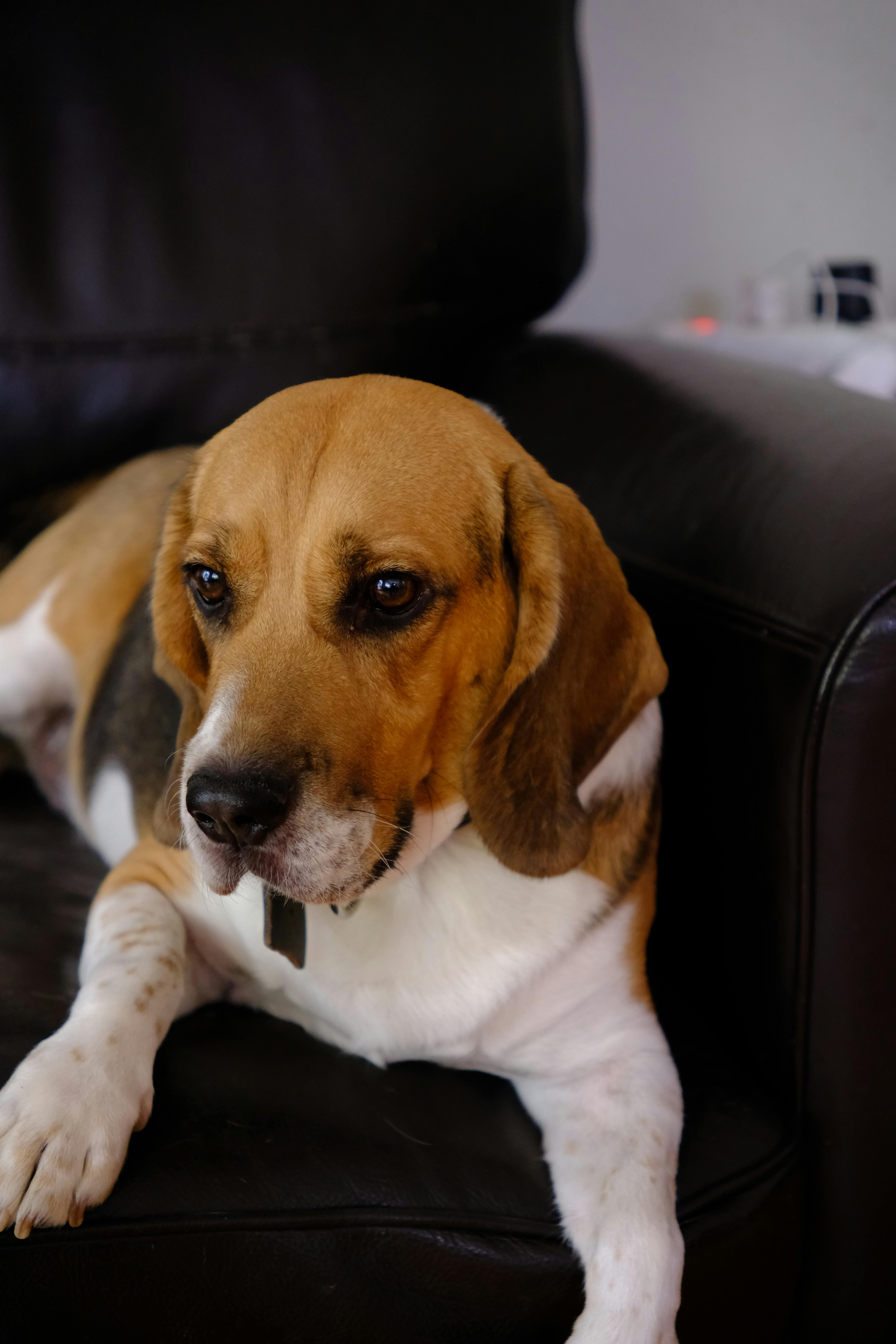Photo of james, a beagle in kent, united kingdom · Free Stock Photo