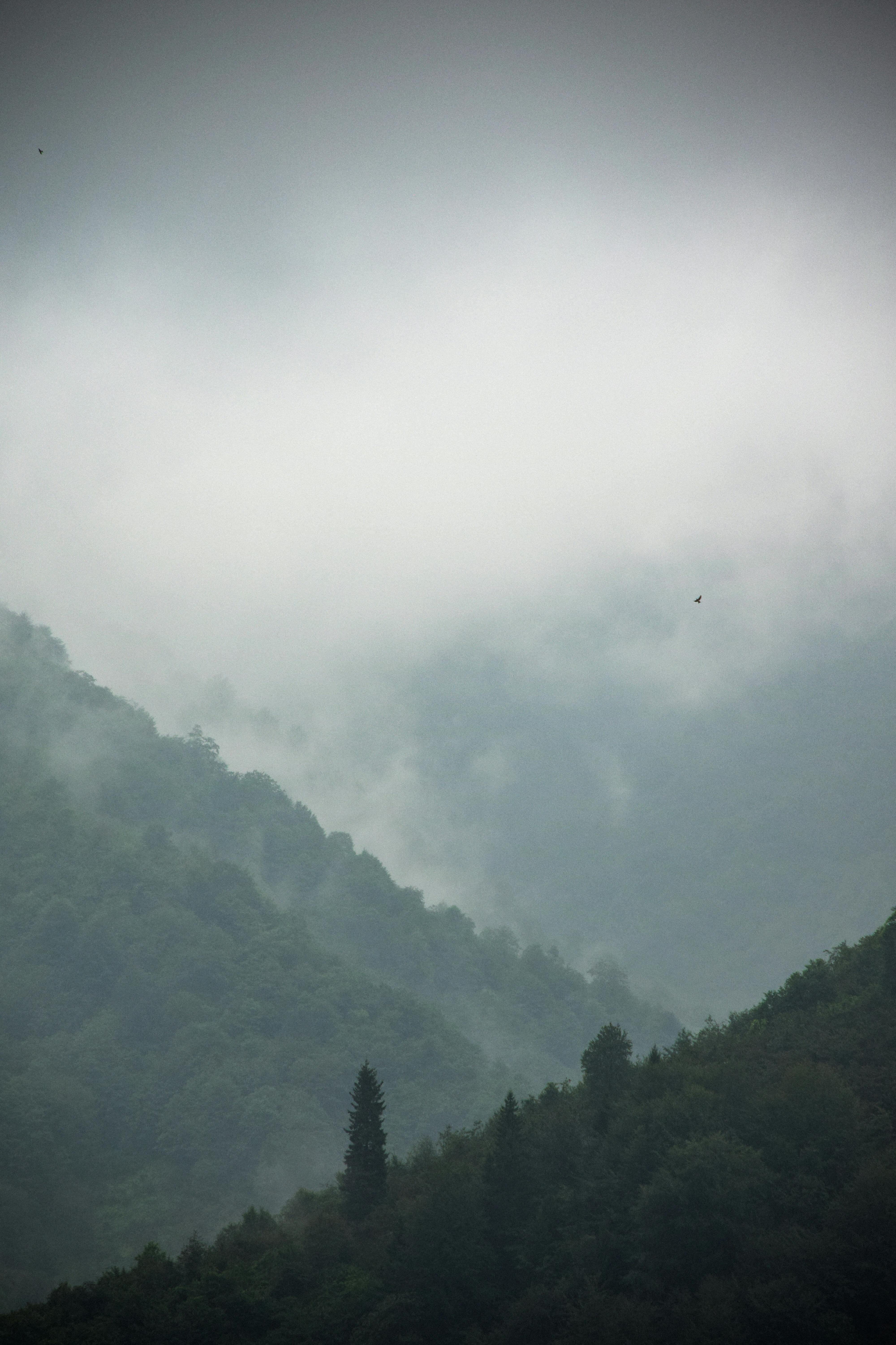 Green forest on hill in haze · Free Stock Photo