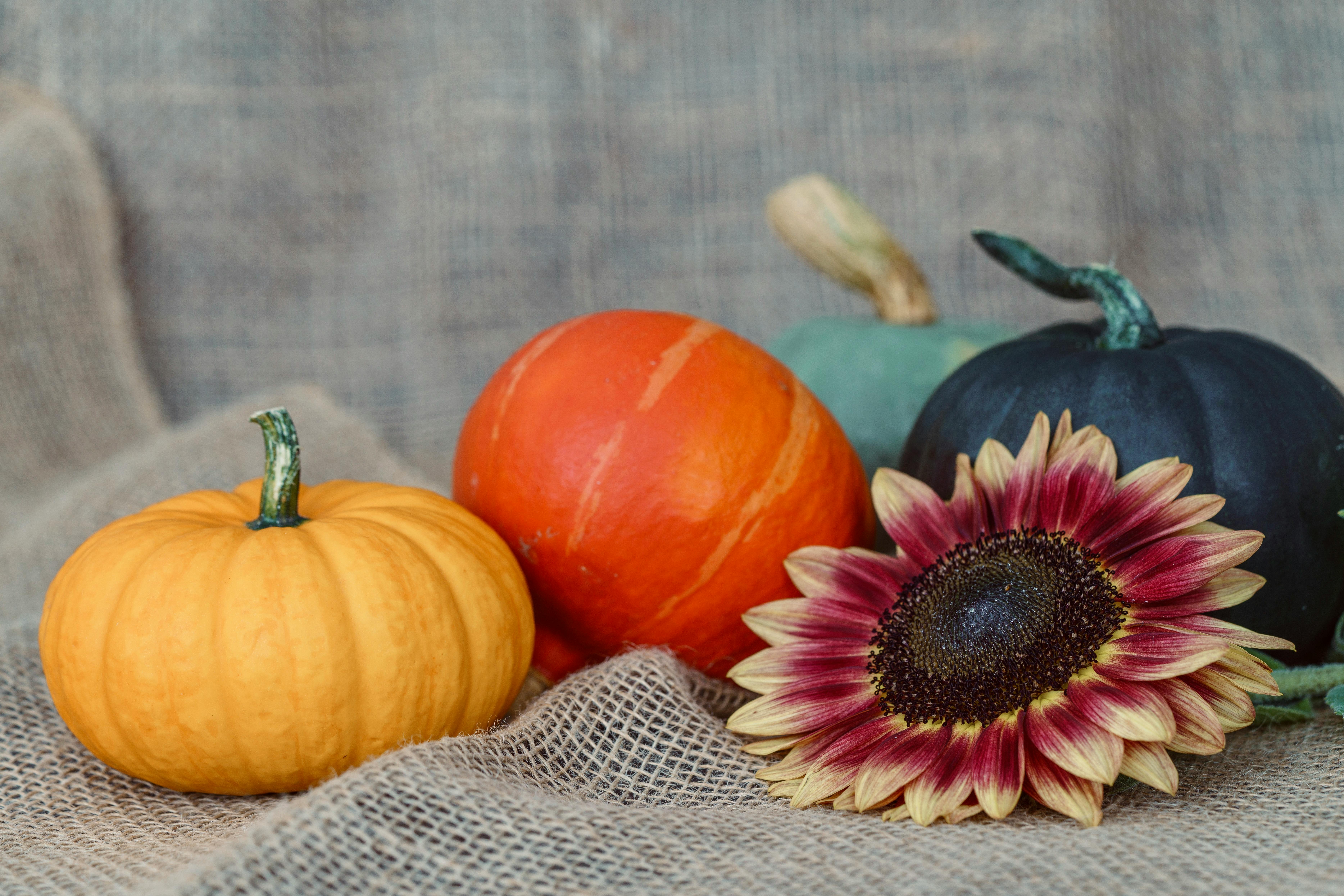 Red Sunflower and Pumpkins · Free Stock Photo