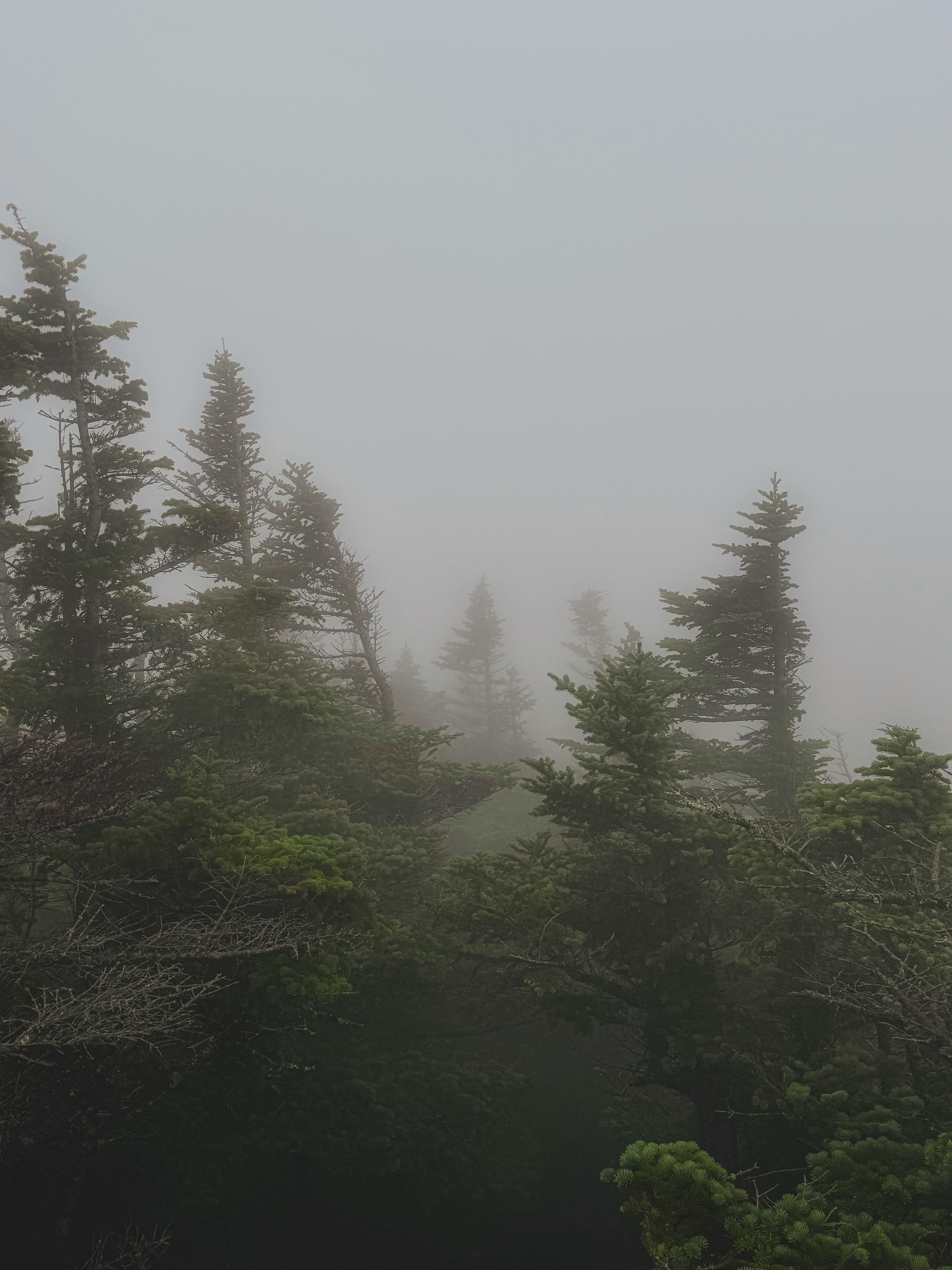 Trees With Fog · Free Stock Photo