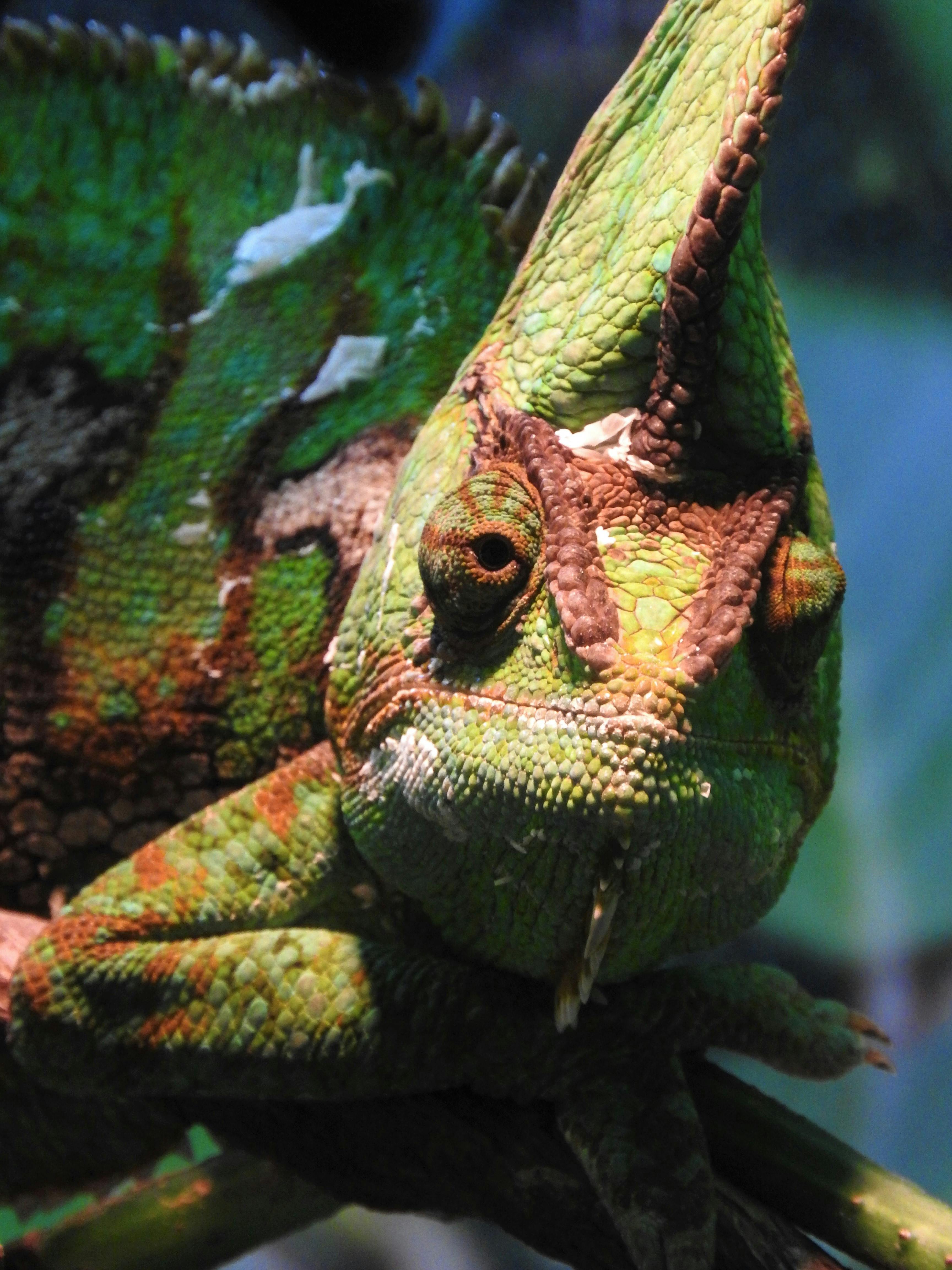 Green Chameleon · Free Stock Photo