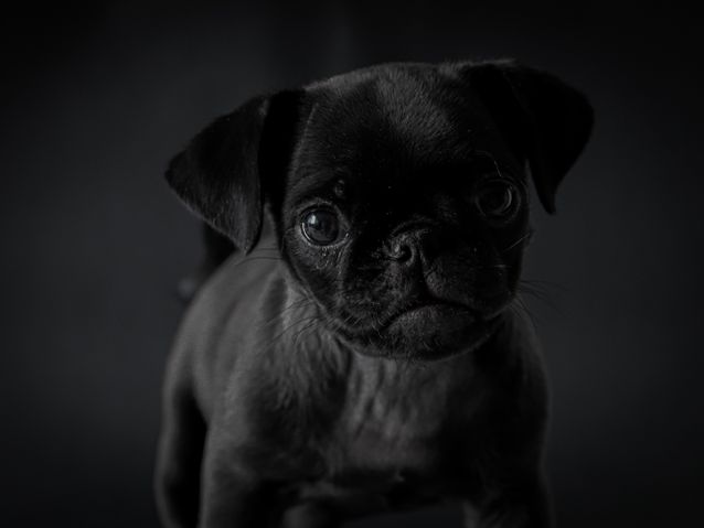 Meet the New Pug Dog: Breed History, Temperament, and Care