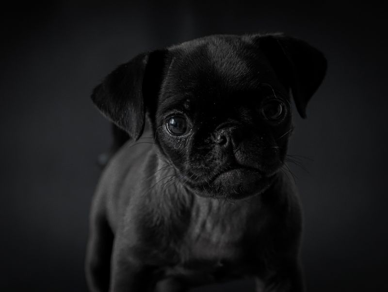 Pug Dog Eyes Pop Out: Causes, Prevention, and Treatment Tips