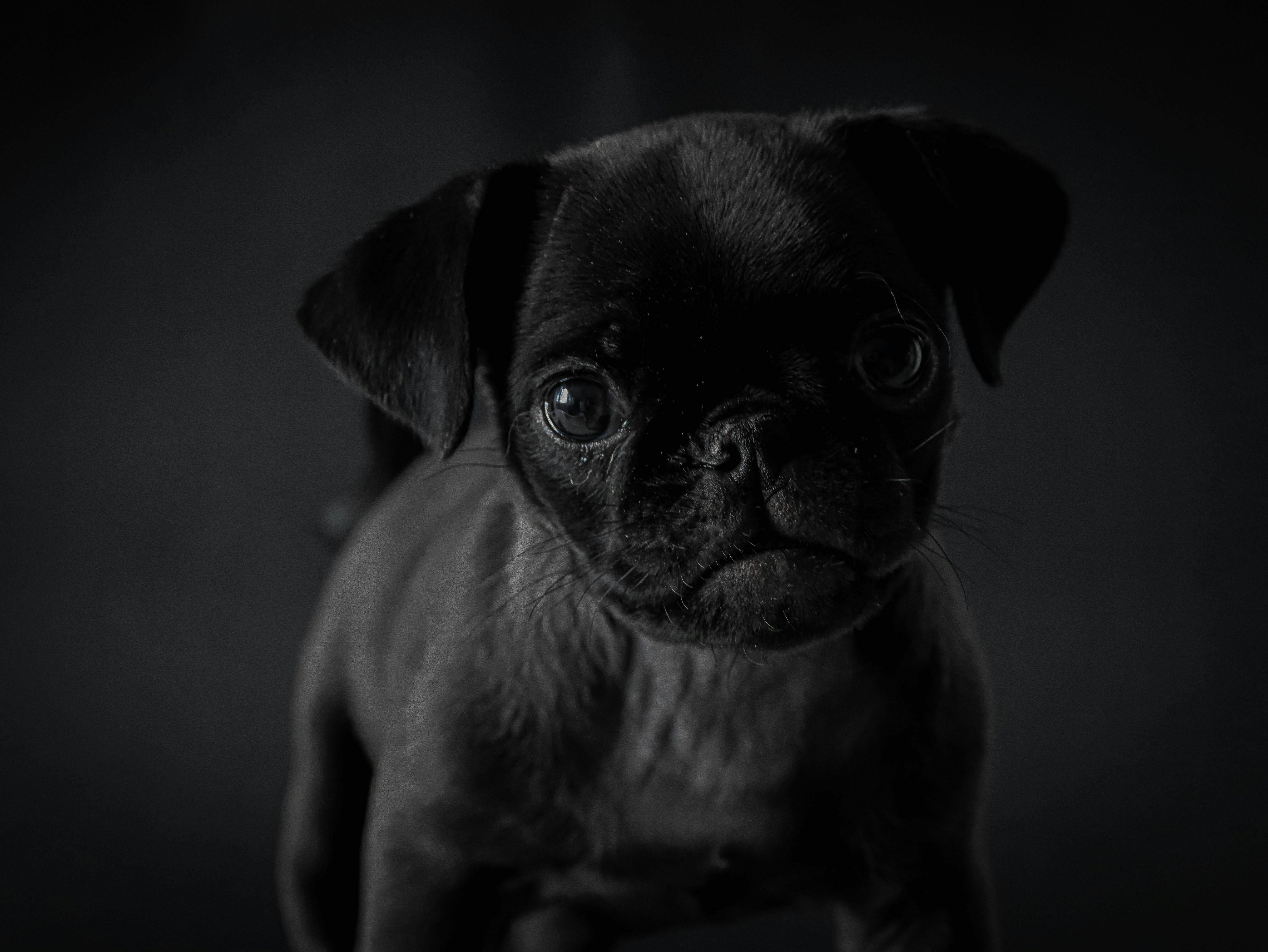 Adorable Black Pug Puppy Portrait in High Contrast · Free Stock Photo