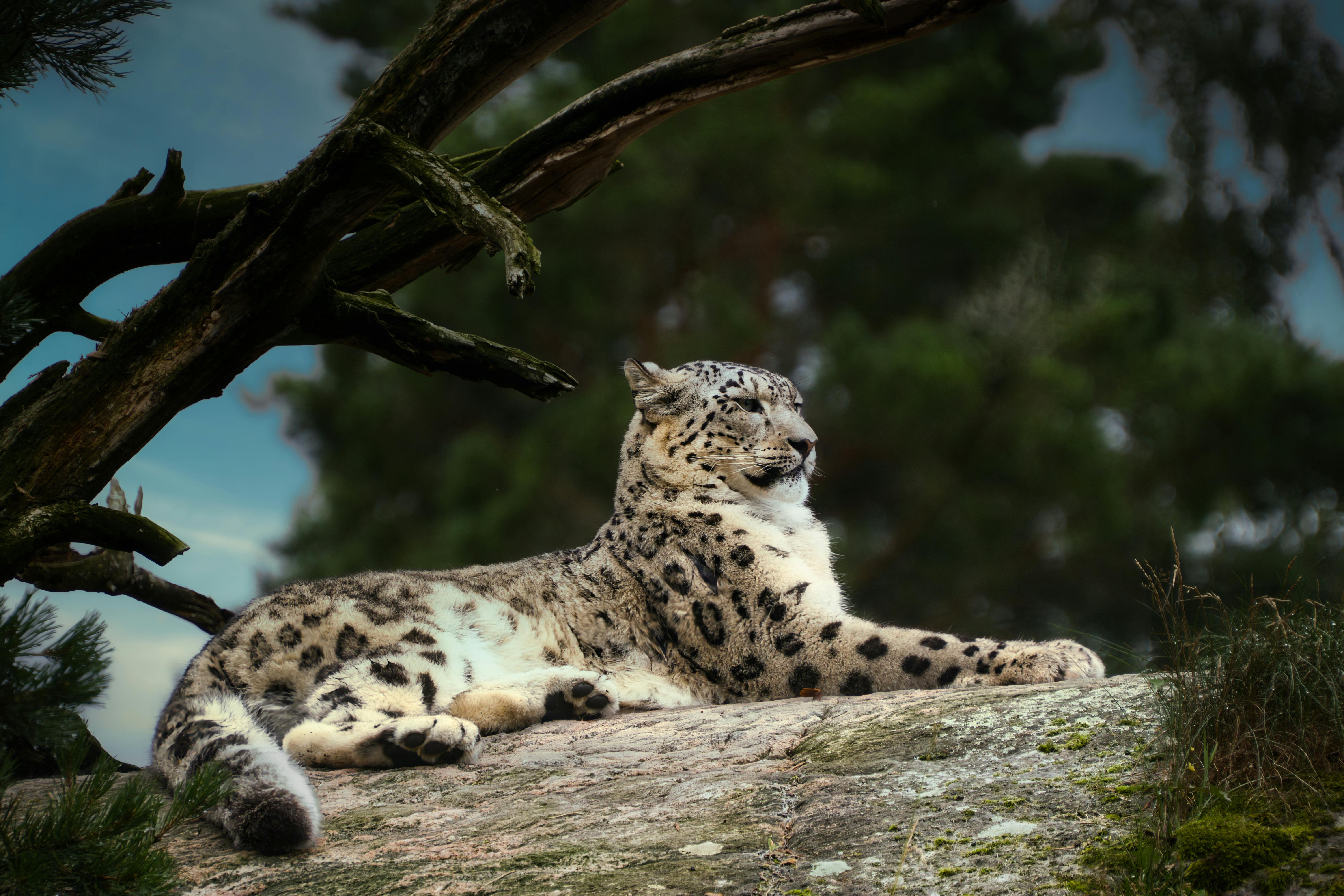 Snow Leopard Lying Down · Free Stock Photo