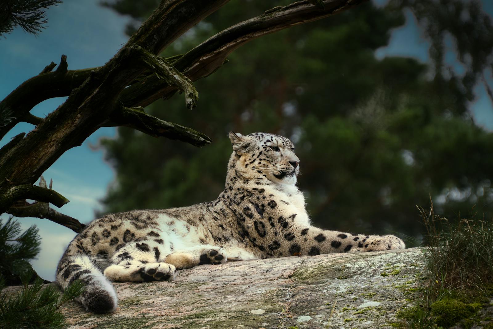 Snow Leopard Photos, Download The BEST Free Snow Leopard Stock Photos ...