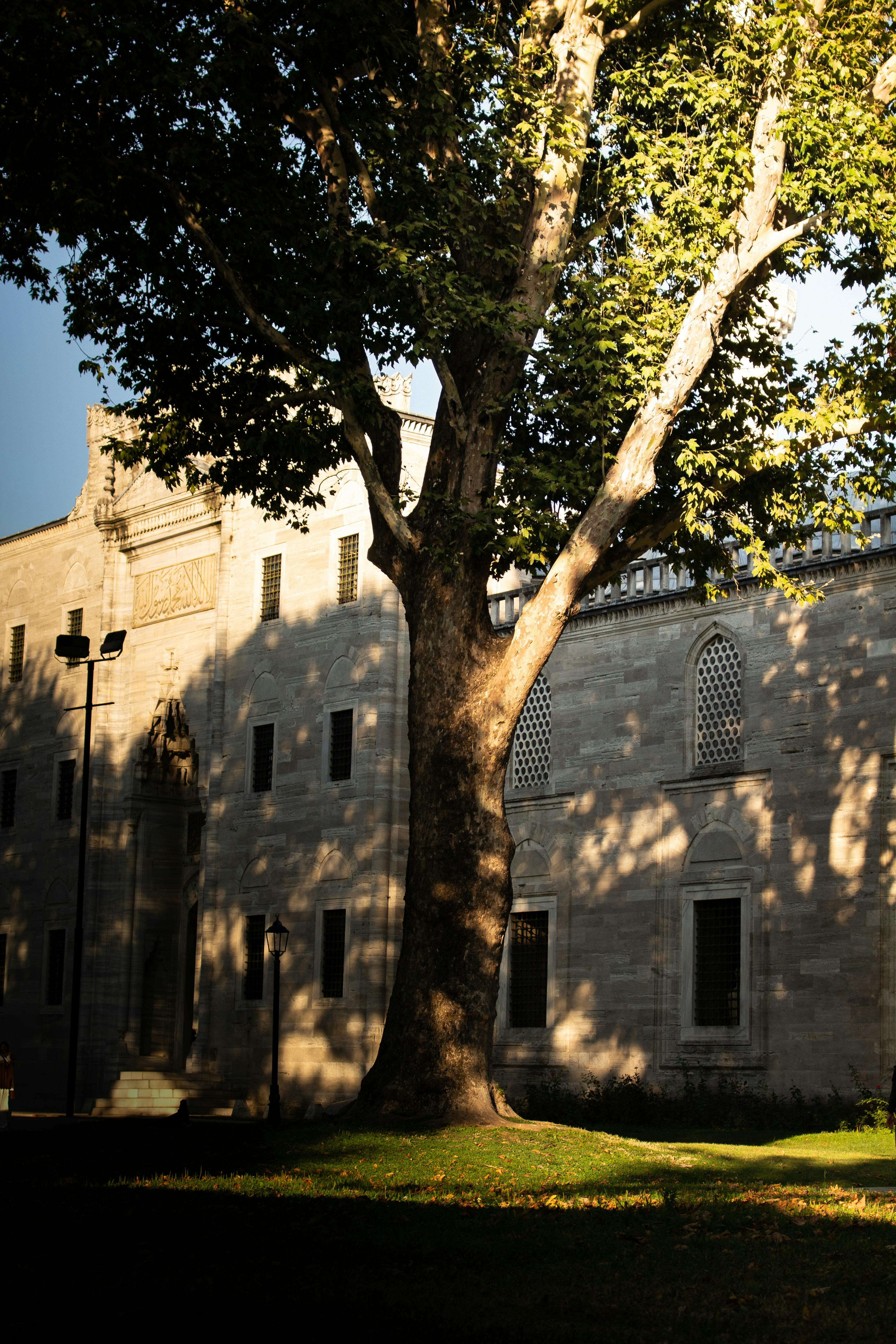 Tree near Building in Shadow · Free Stock Photo