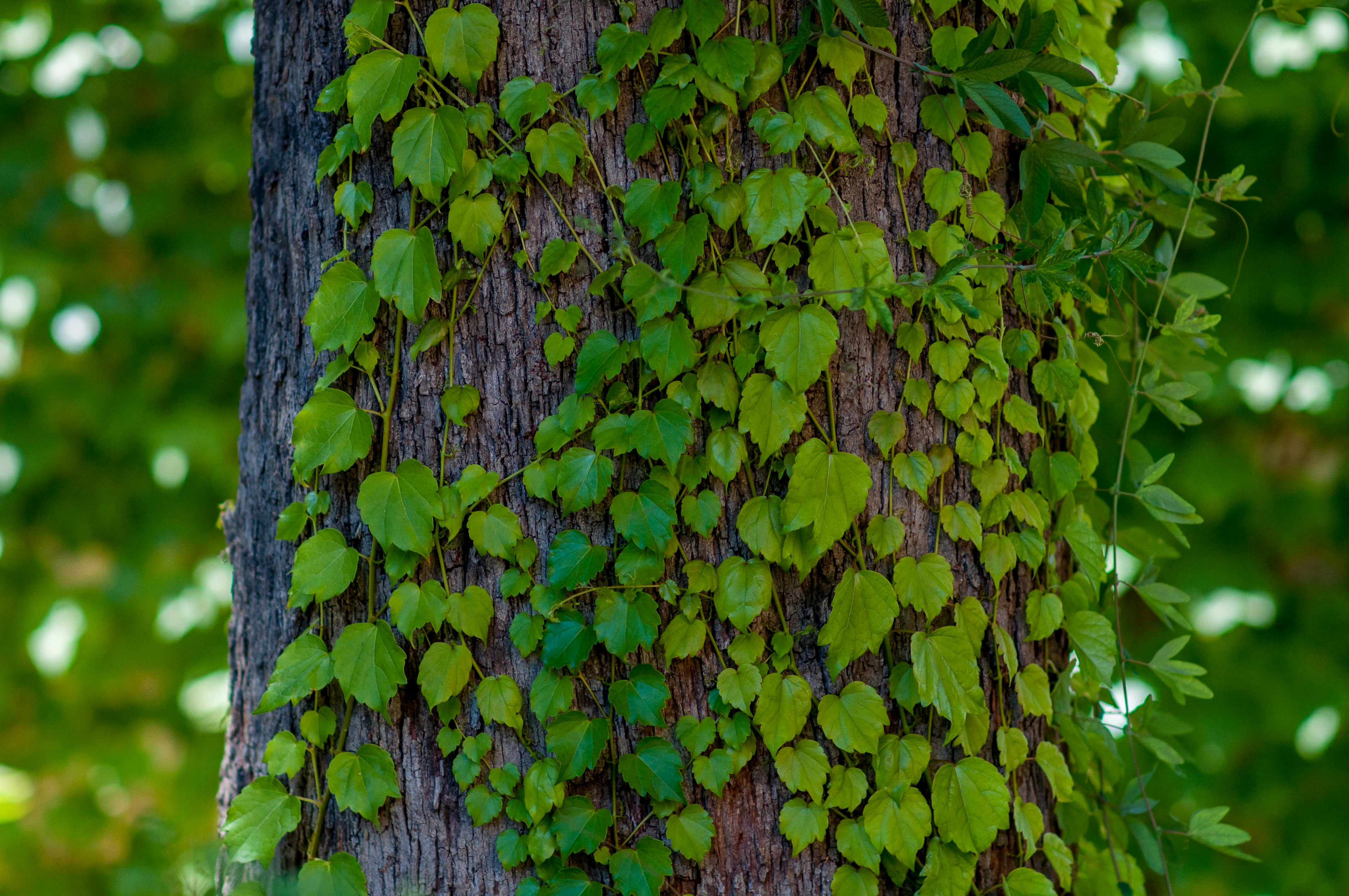 A tree with green vines growing on it · Free Stock Photo