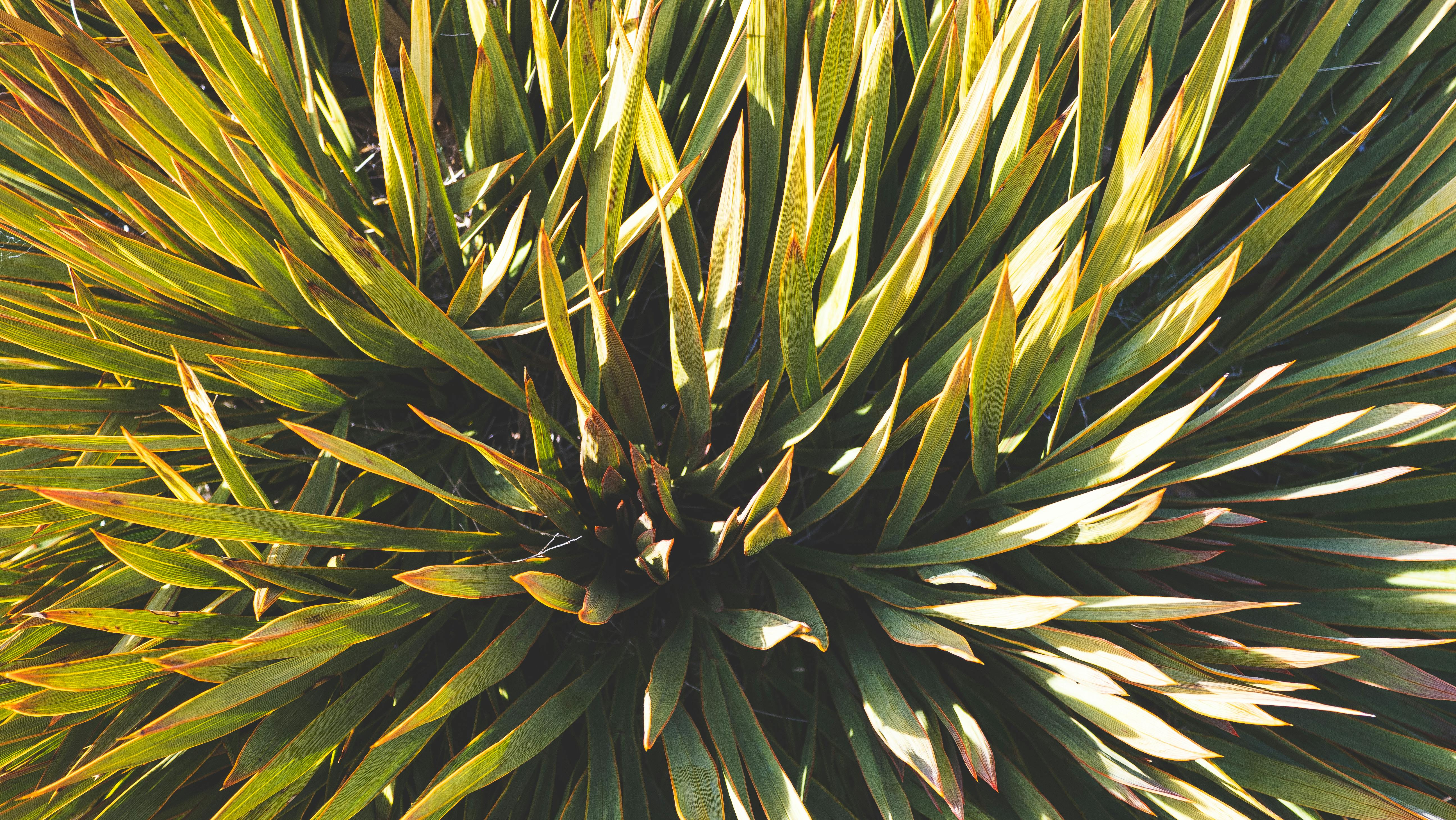 Pointy Haired Boss Photos, Download The BEST Free Pointy Haired Boss ...