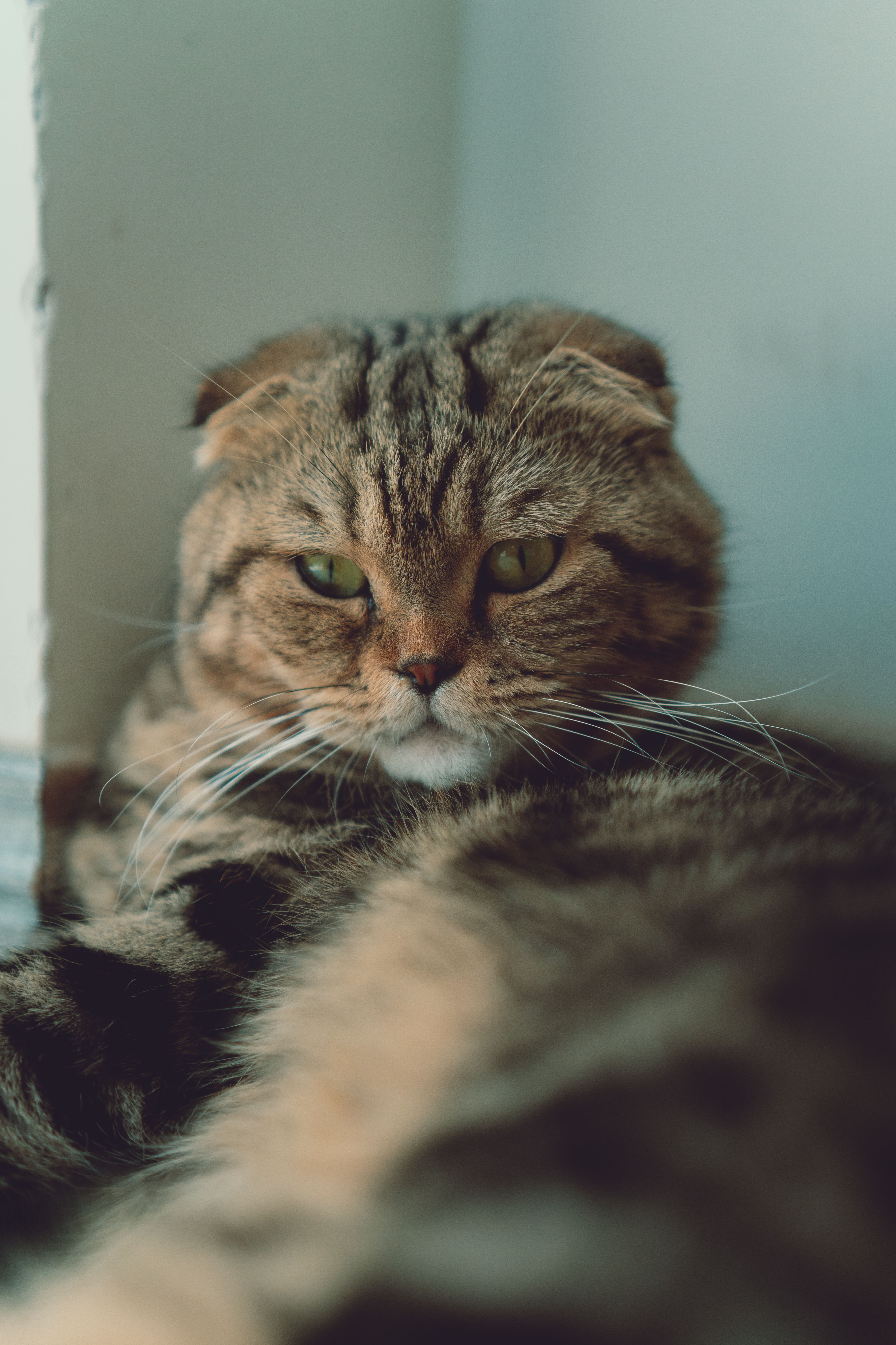 Cute domestic tabby face on dark background · Free Stock Photo