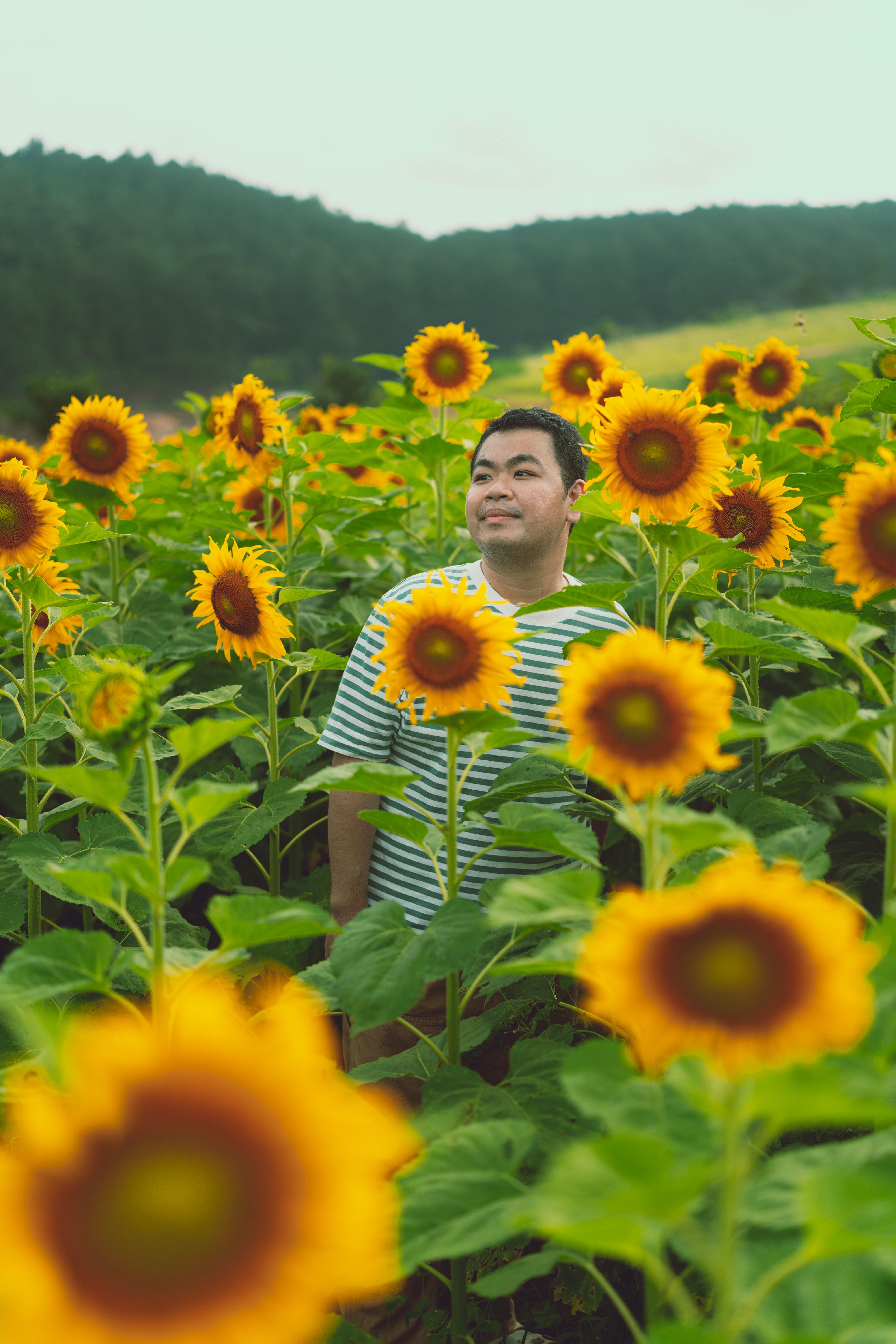 A man standing in a field of sunflowers · Free Stock Photo