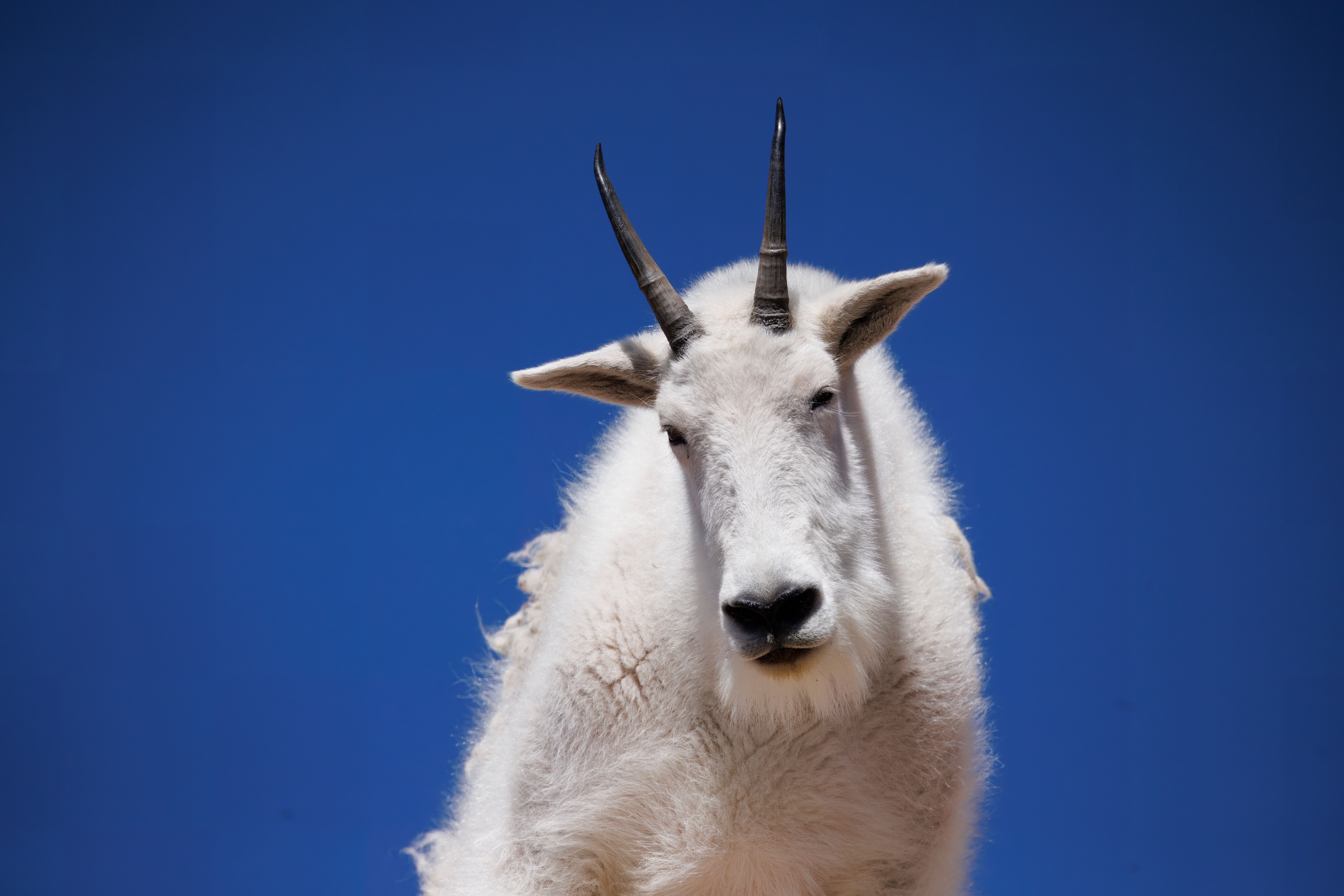 Portrait of White Mountain Goat · Free Stock Photo
