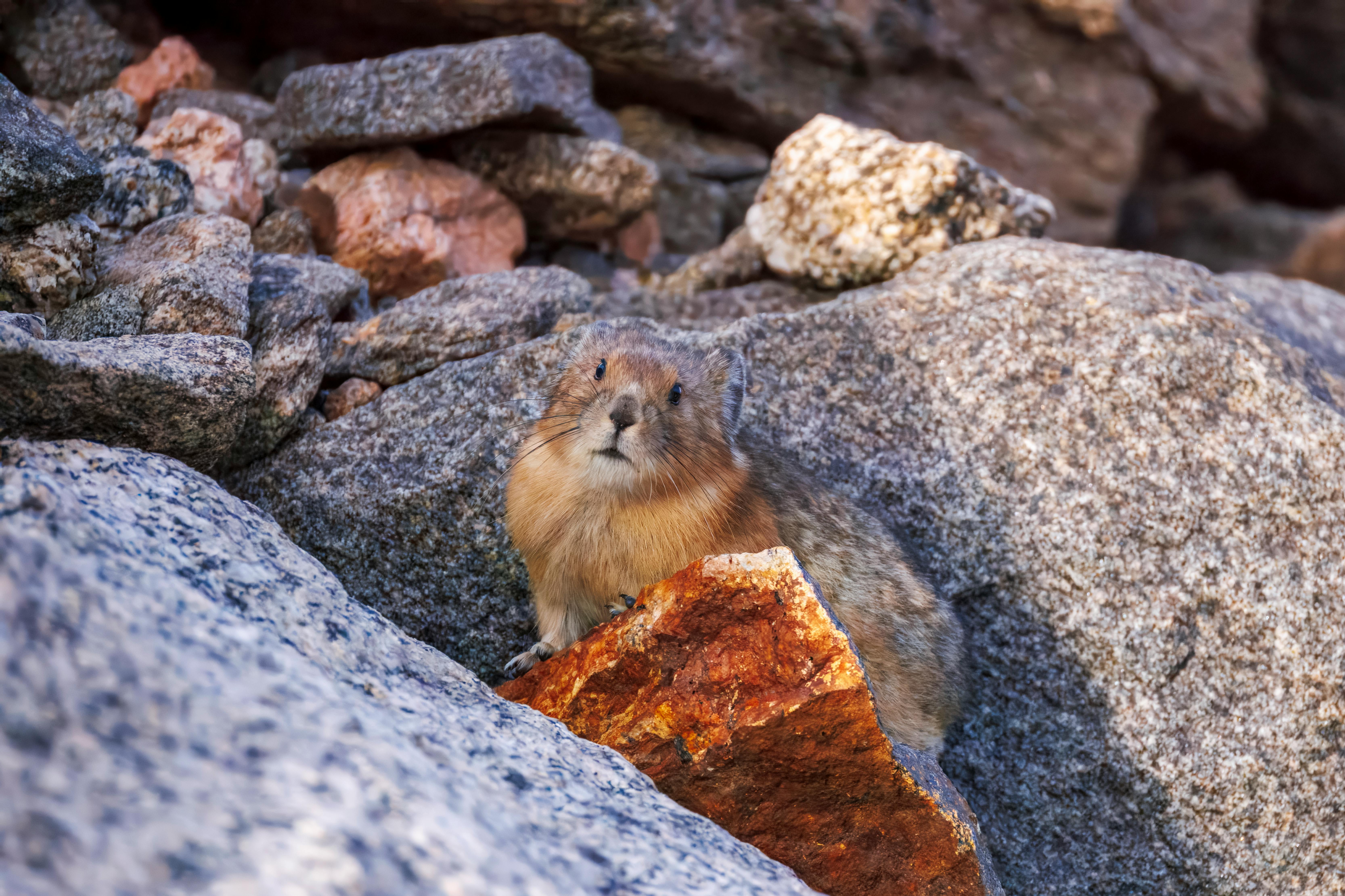 Northern Pika on Rocks · Free Stock Photo