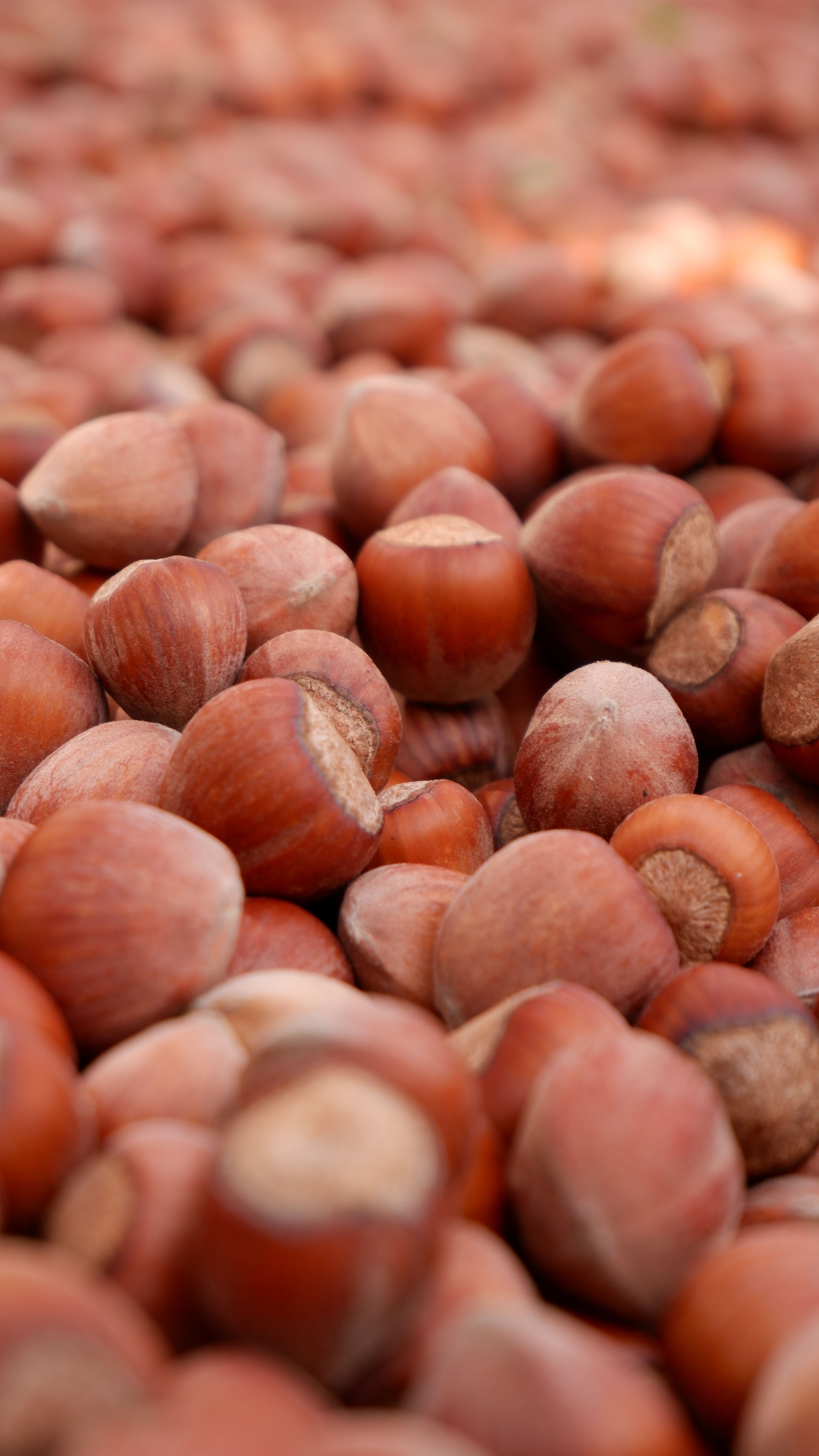 Hazelnut Photos, Download The BEST Free Hazelnut Stock Photos & HD Images