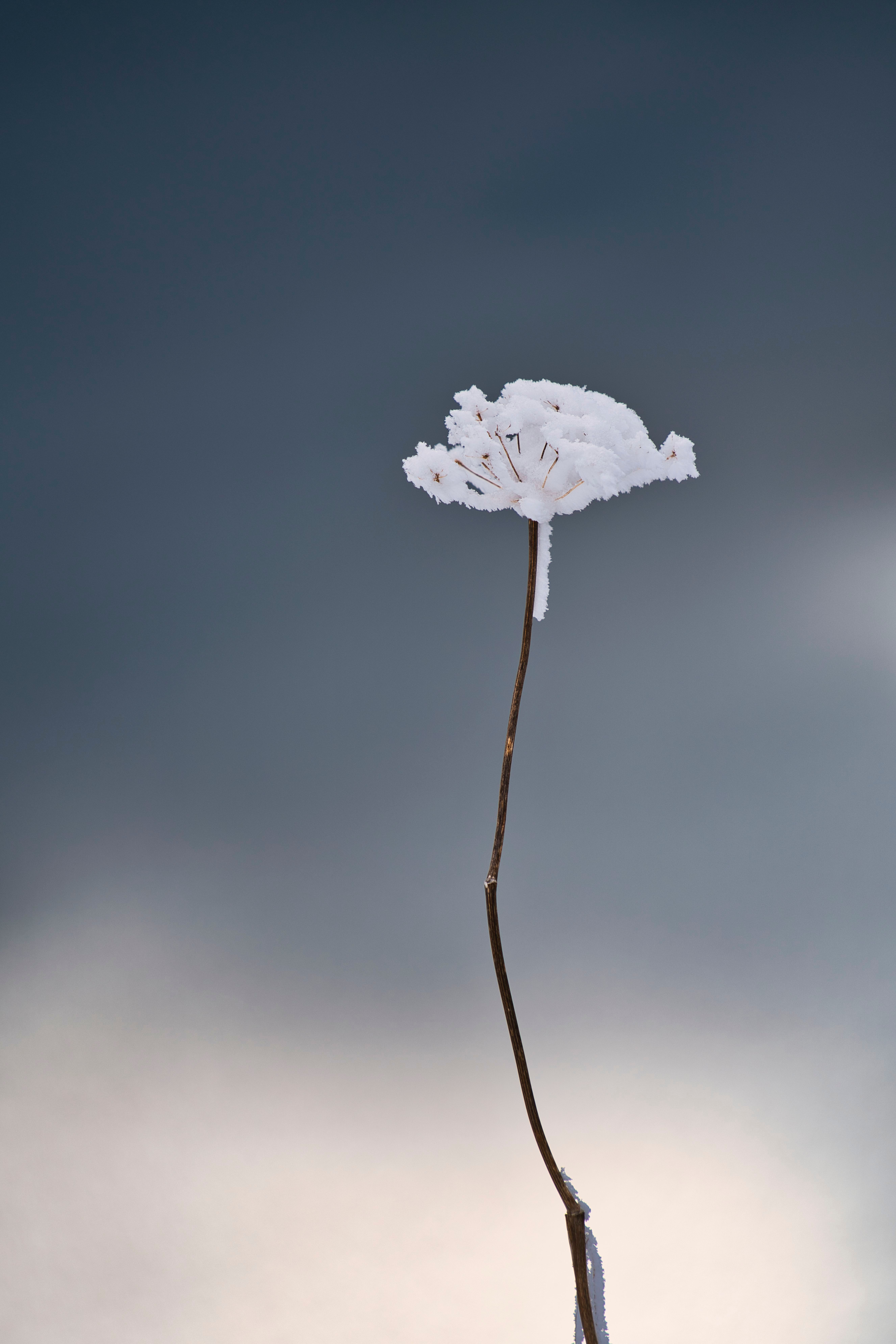 Snow on Flower in Winter · Free Stock Photo