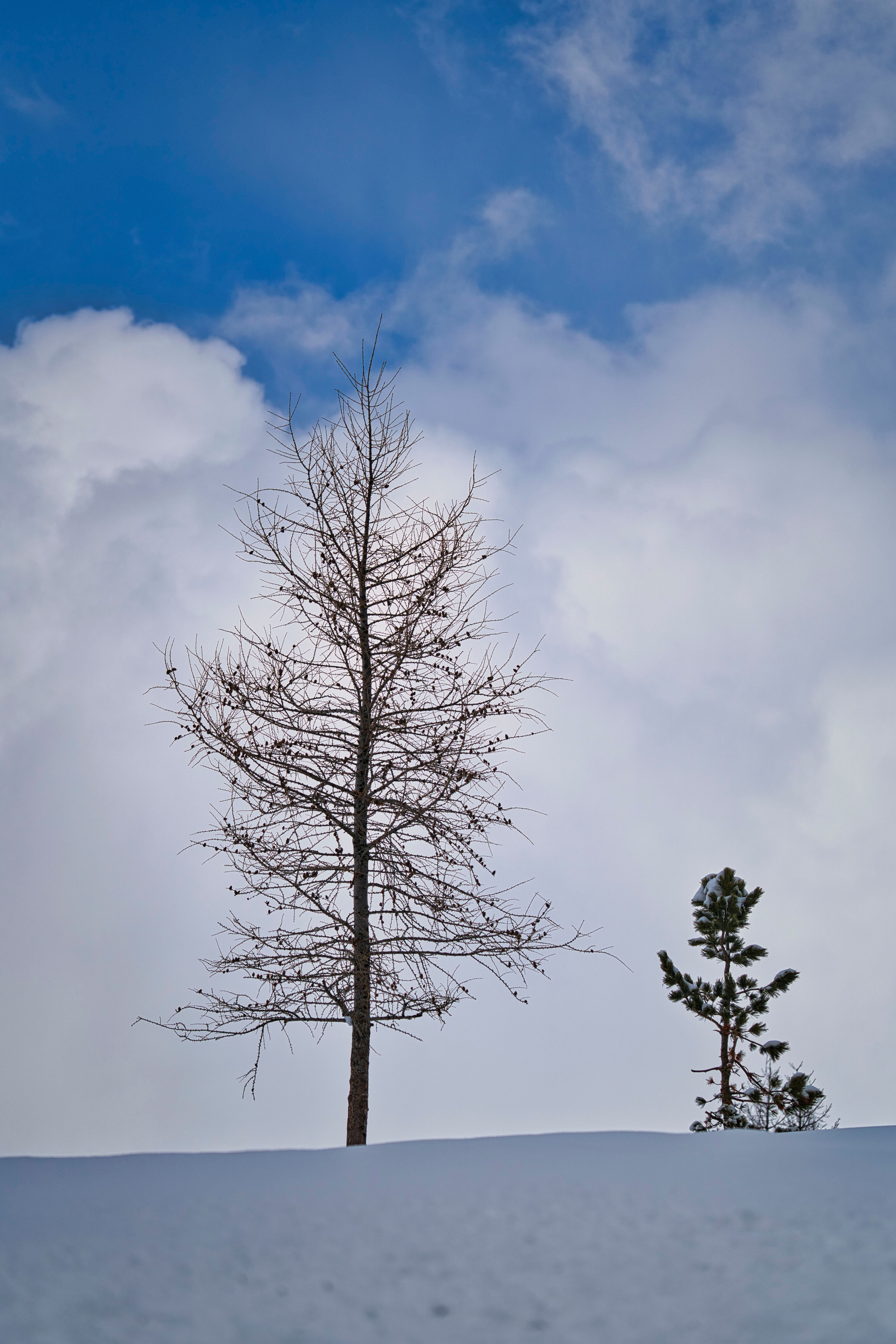Winter Landscape with Bare Tree Against Blue Sky · Free Stock Photo