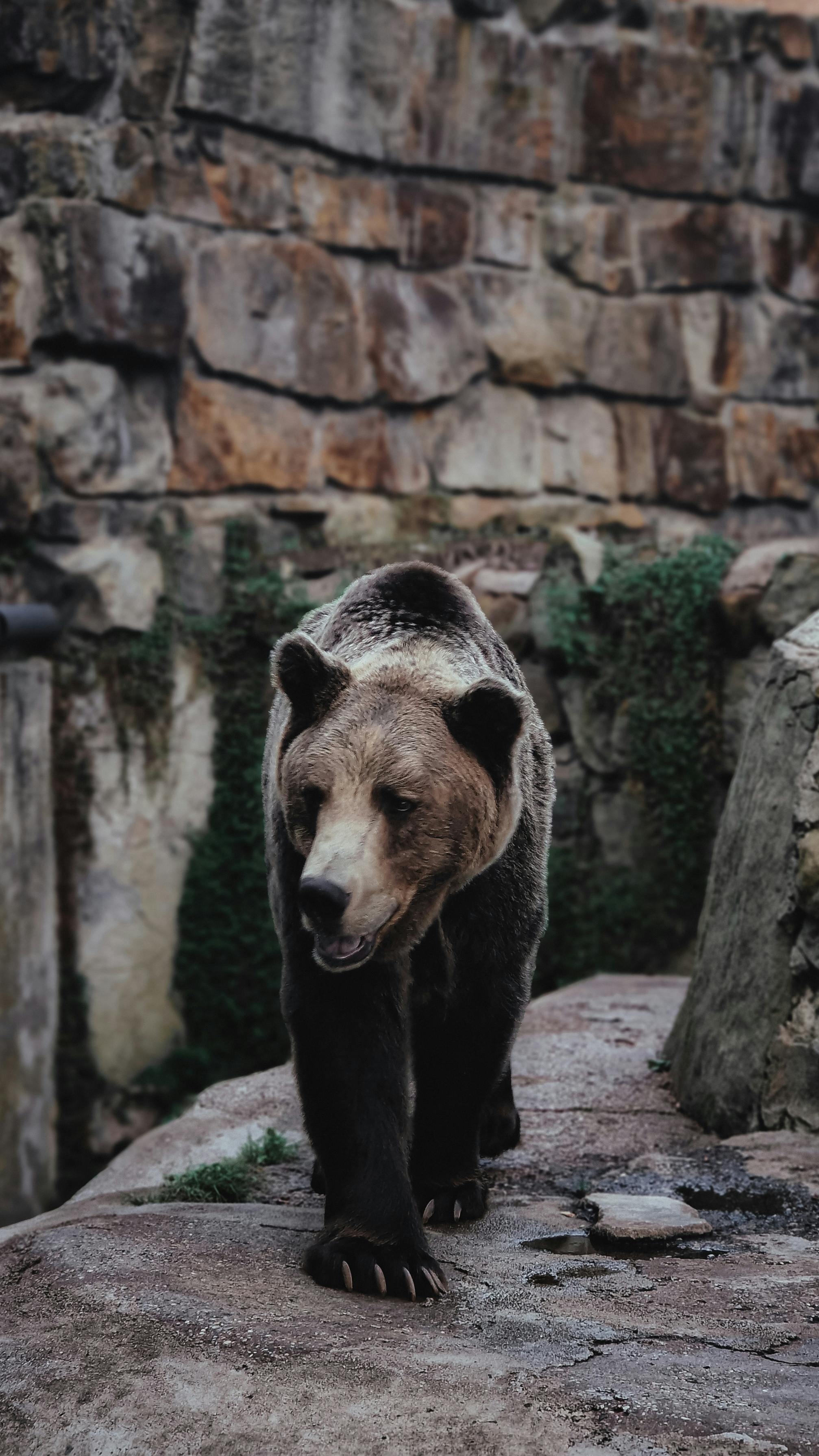 Brown Bear in Zoo · Free Stock Photo