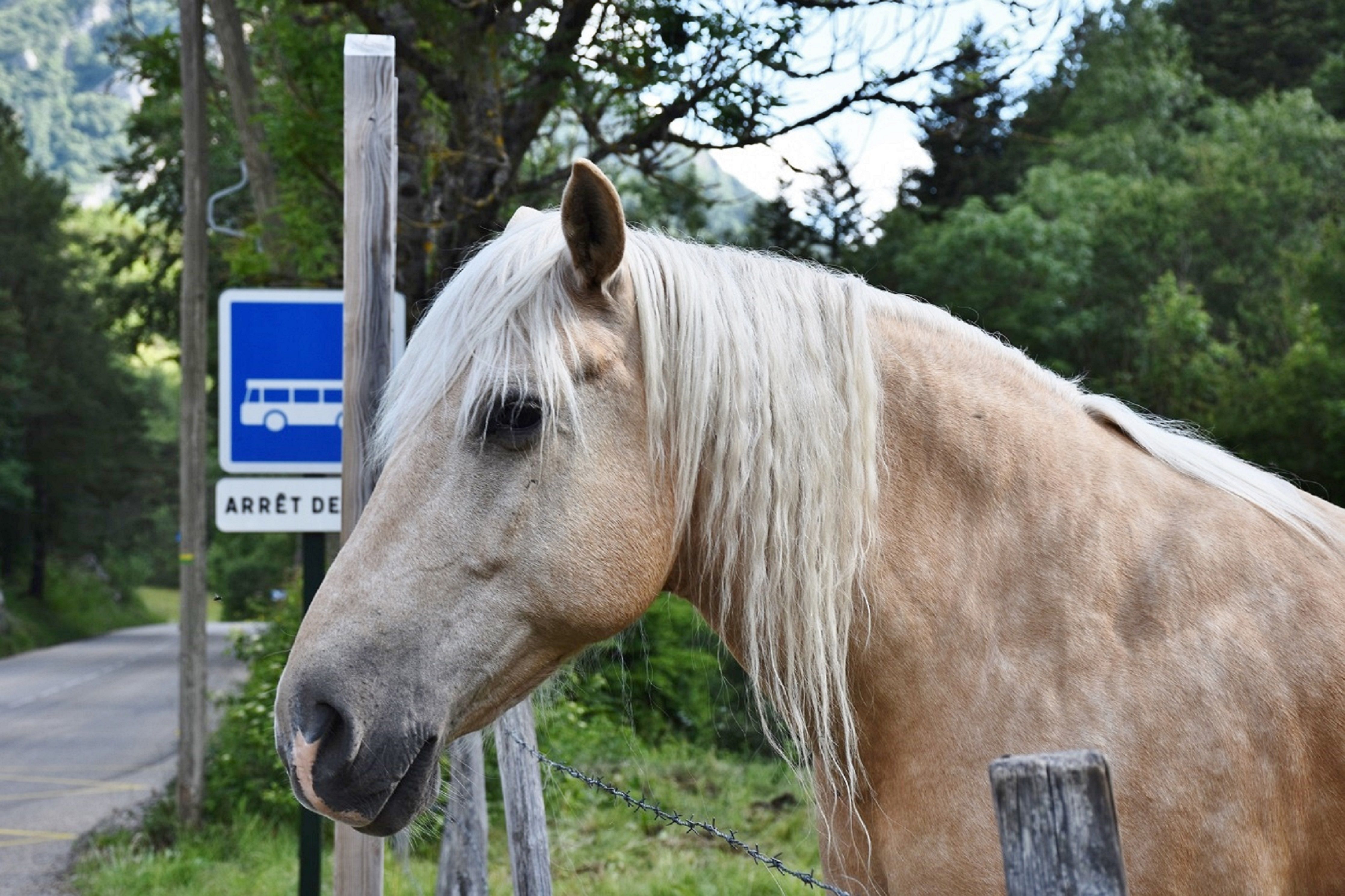 Horse Stop Photos, Download The BEST Free Horse Stop Stock Photos & HD ...