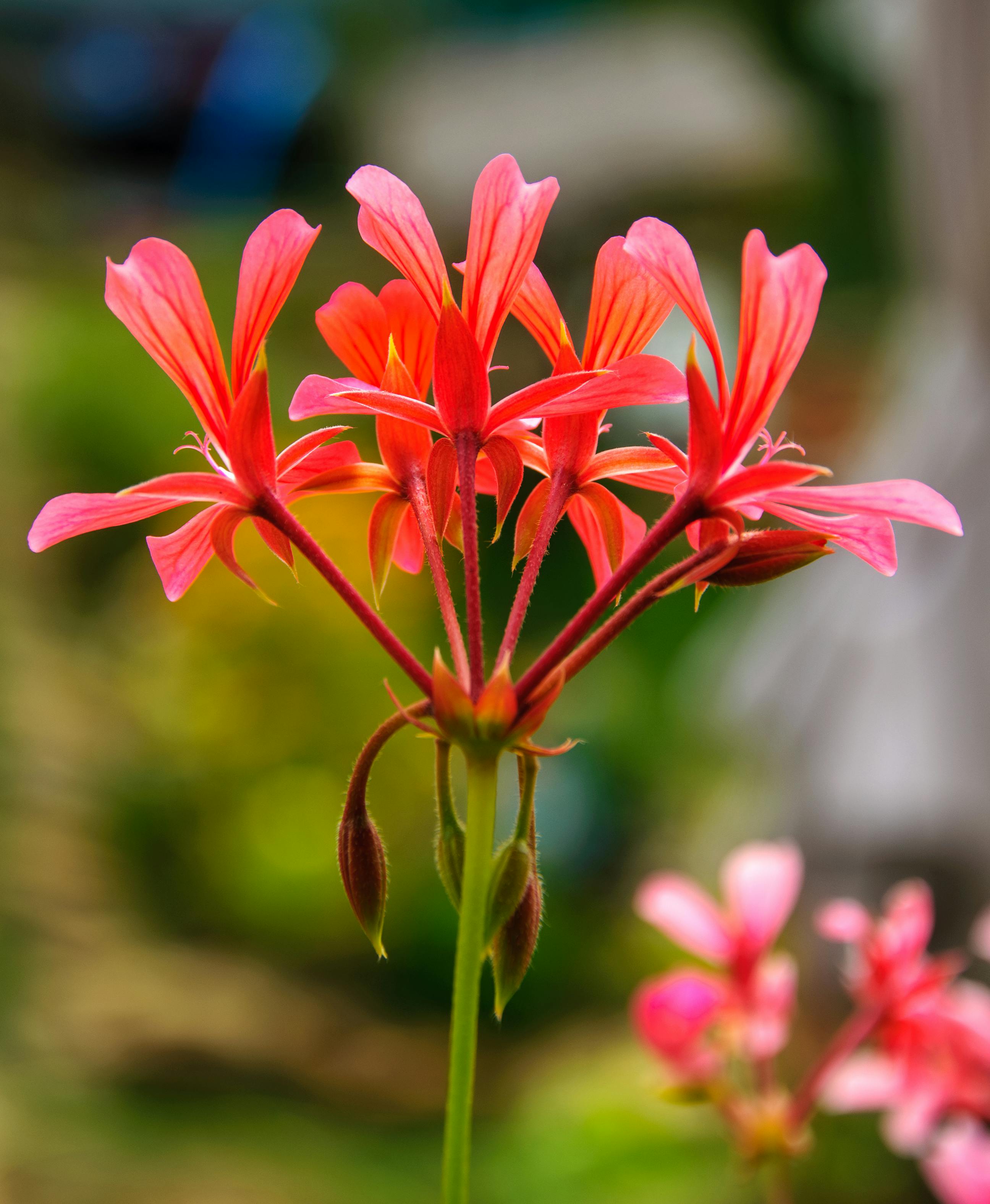 Photo of Red Flowers · Free Stock Photo