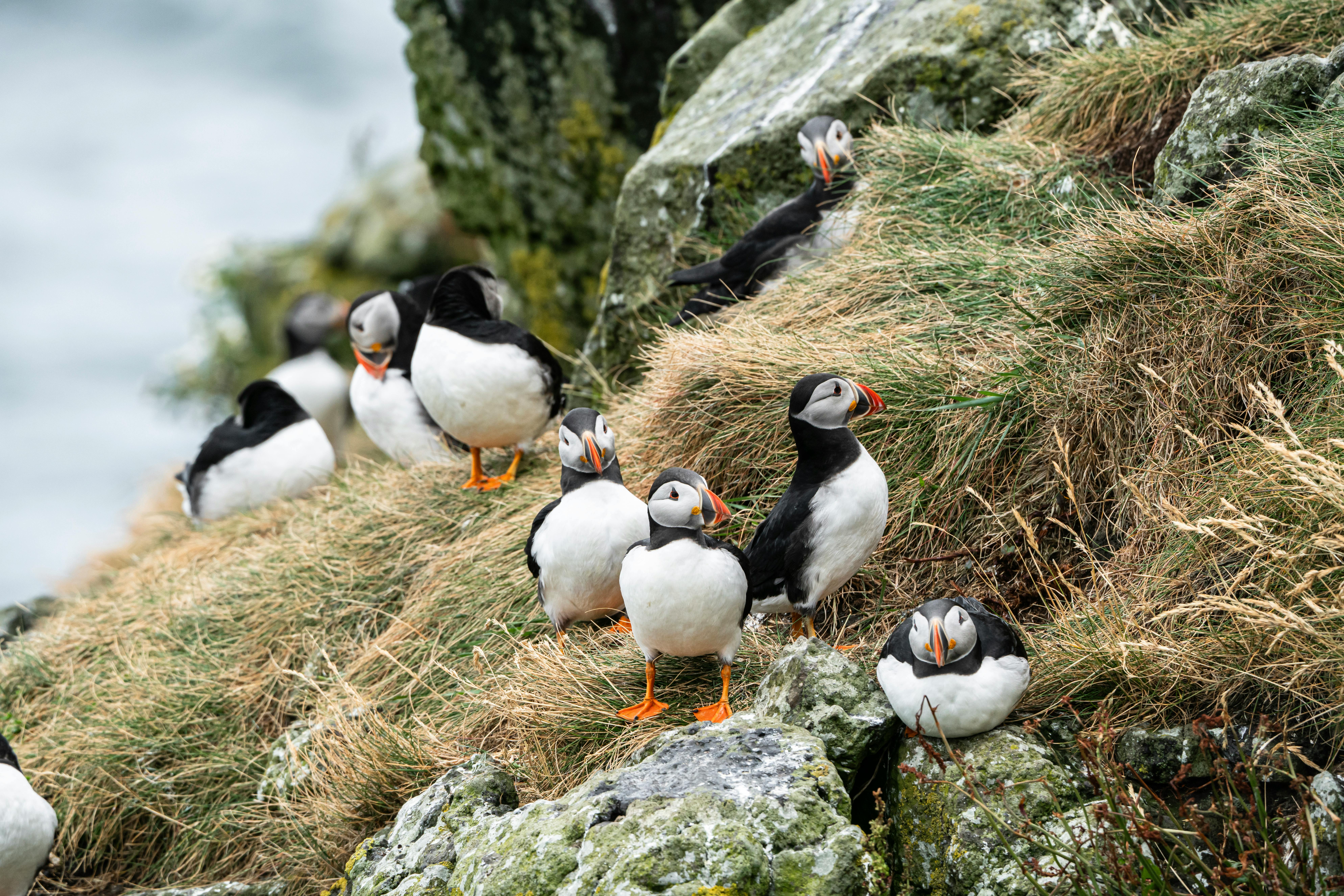 Atlantic Puffins on Rocks · Free Stock Photo