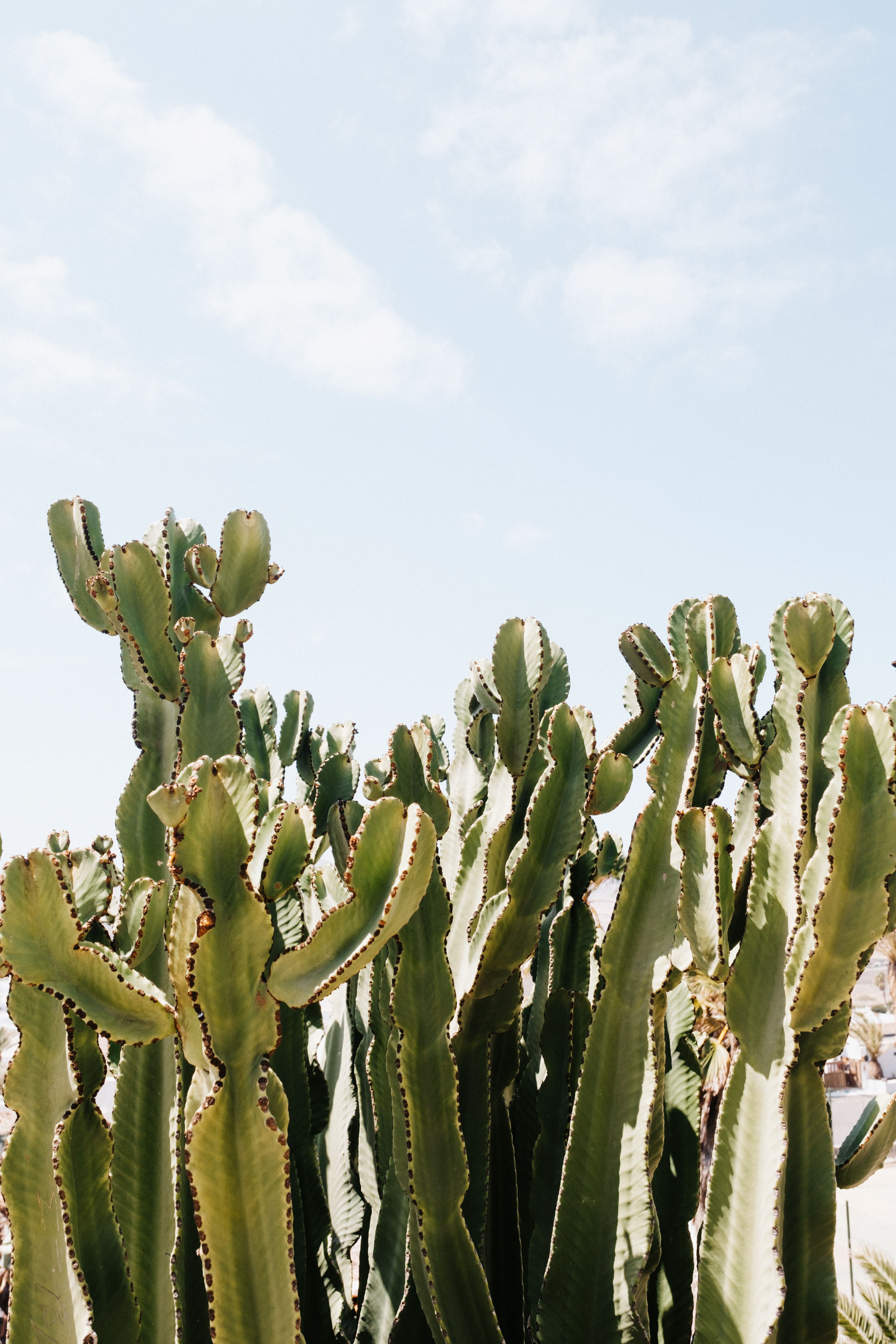 Cactus in Nature · Free Stock Photo