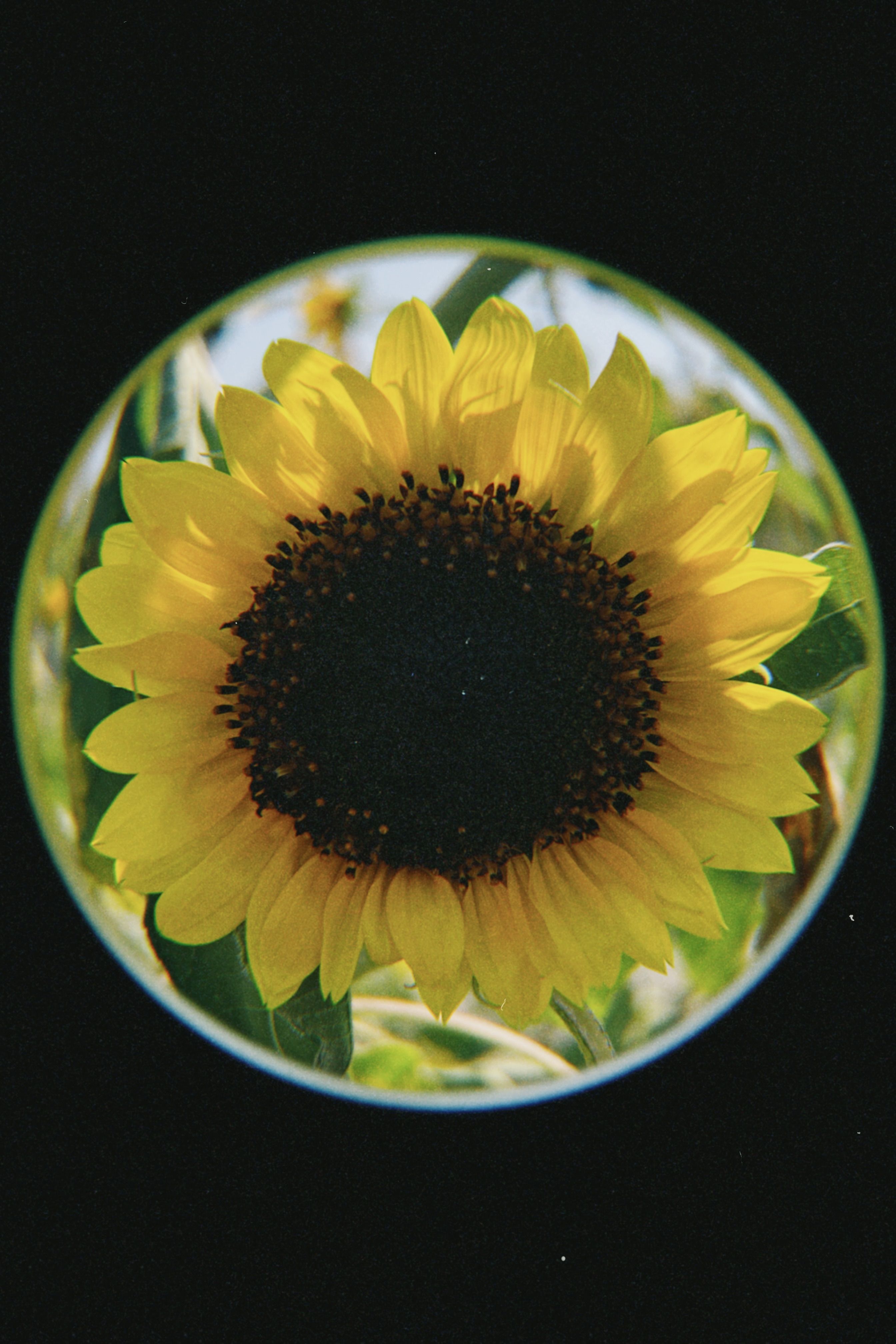 Mirror Reflection of Sunflower · Free Stock Photo