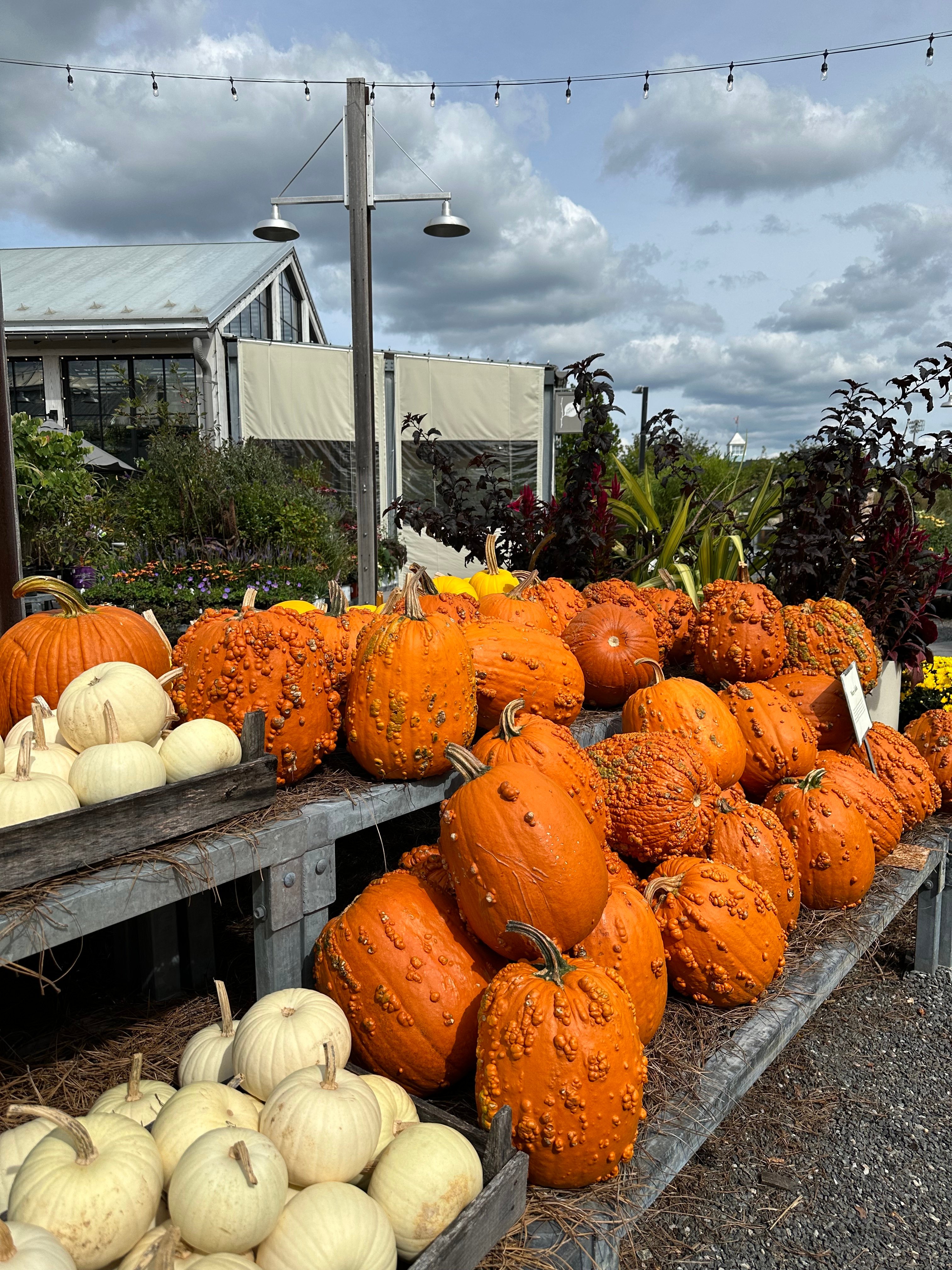Vibrant Autumn Pumpkin Display at Market · Free Stock Photo
