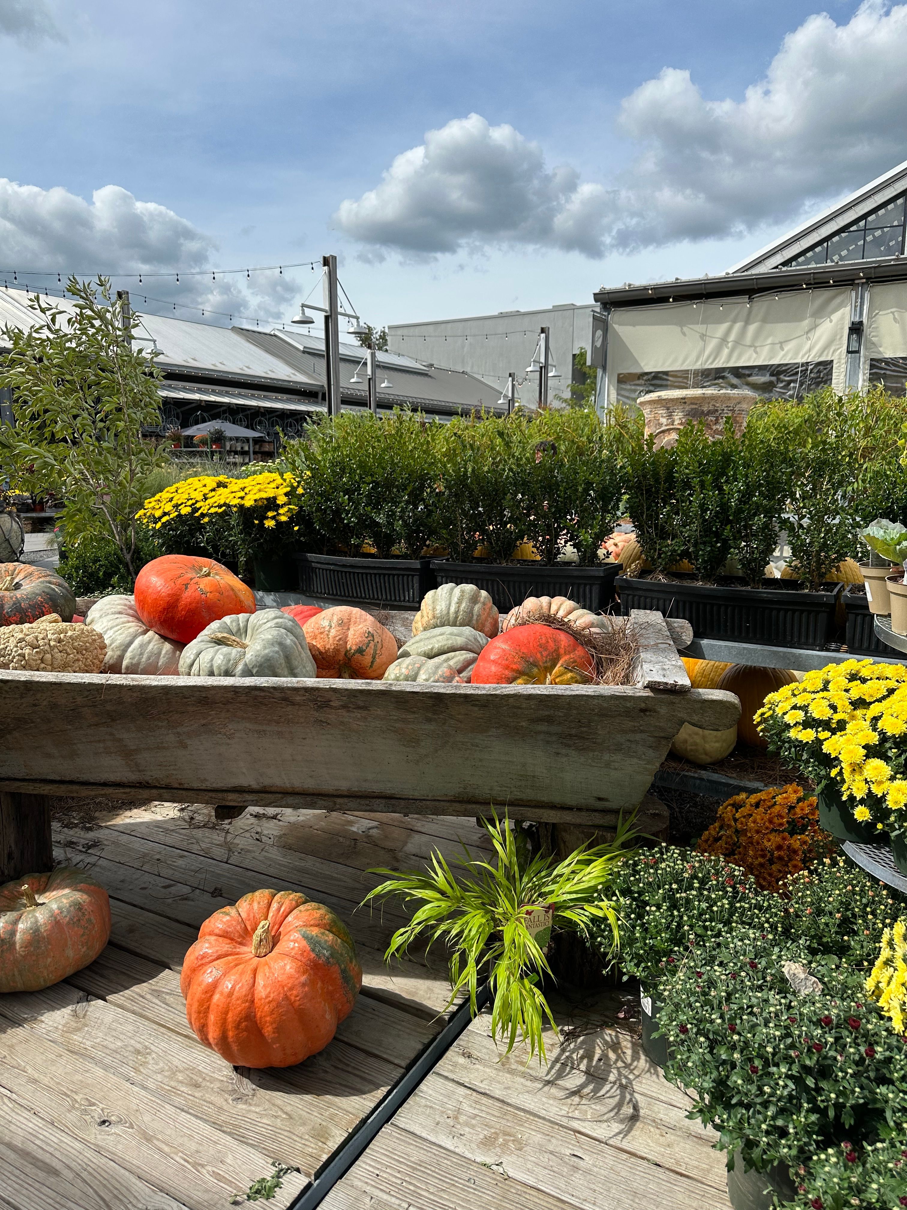 Charming Fall Display with Pumpkins and Mums · Free Stock Photo