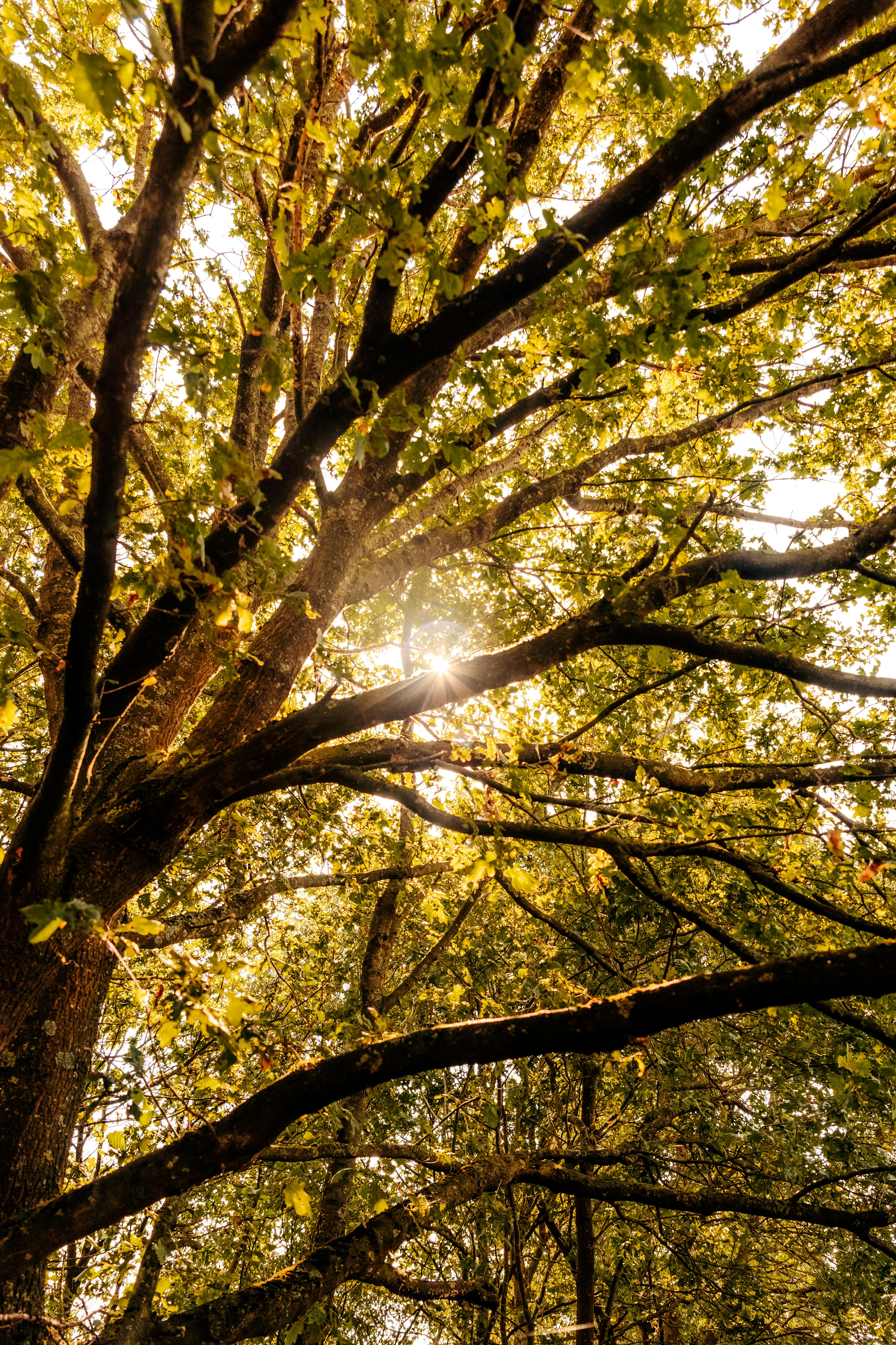 Sunshine Through Green Leafed Tree · Free Stock Photo
