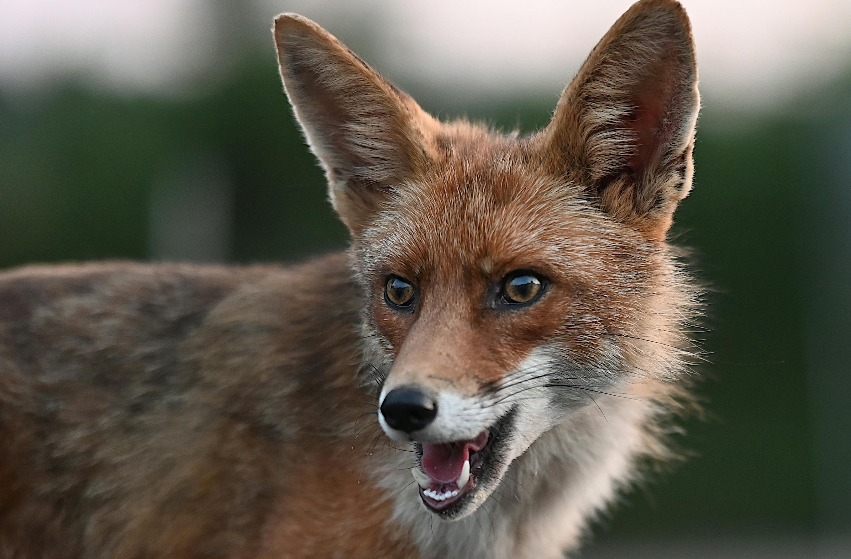 Fox Face Photos, Download The BEST Free Fox Face Stock Photos & HD Images