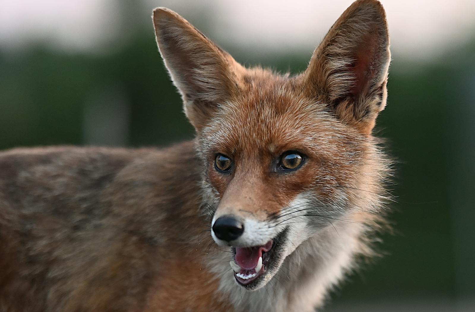 Fox Face Photos, Download The BEST Free Fox Face Stock Photos & HD Images