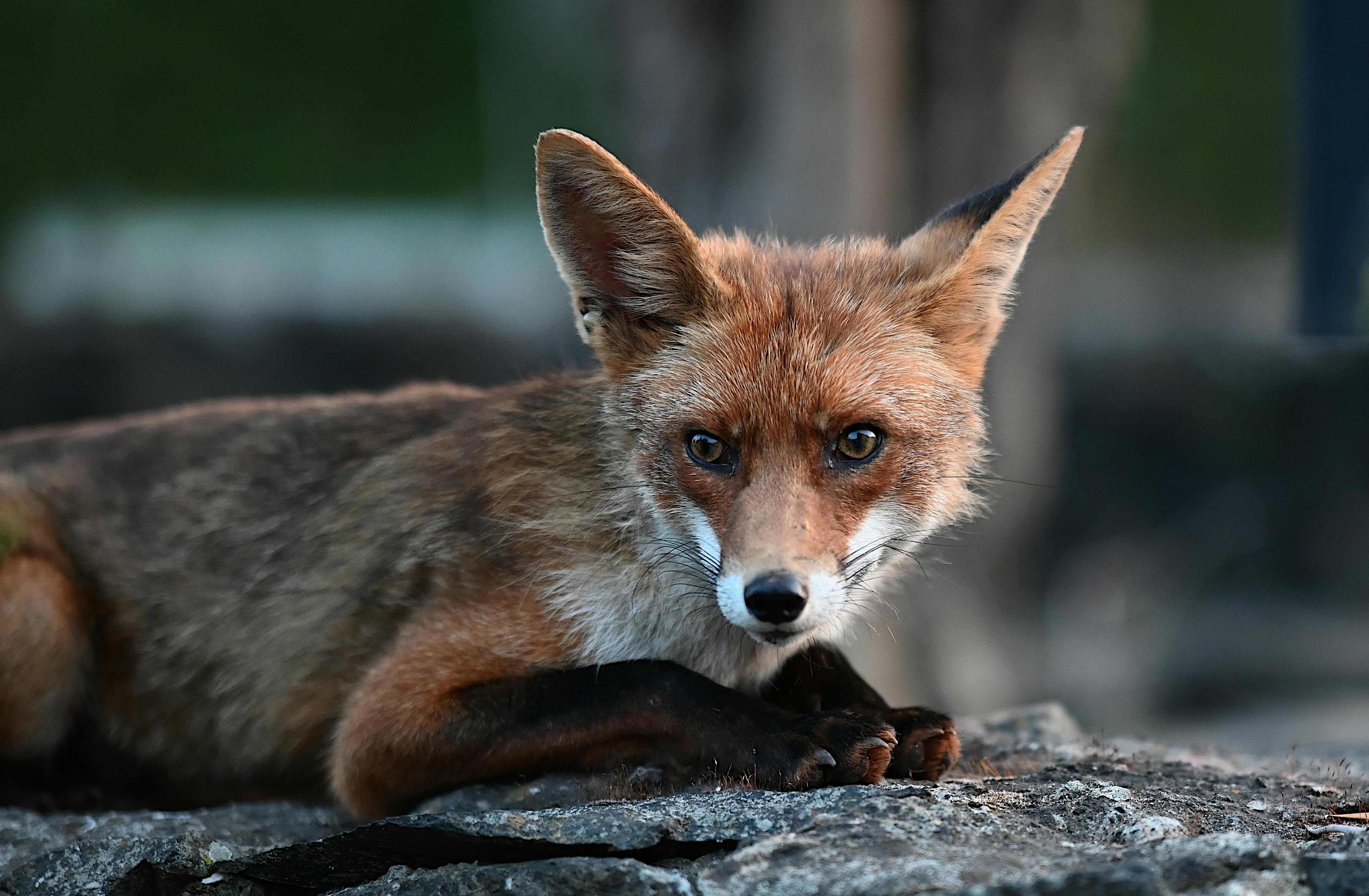 Photography of Tan White Fox · Free Stock Photo