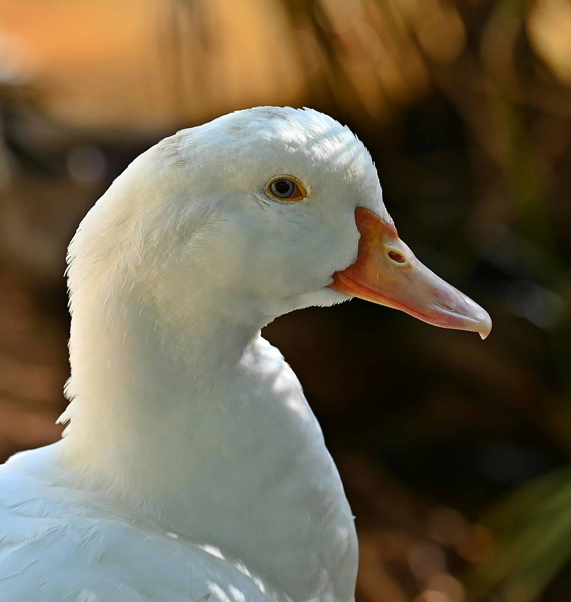 Portrait of White Duck · Free Stock Photo
