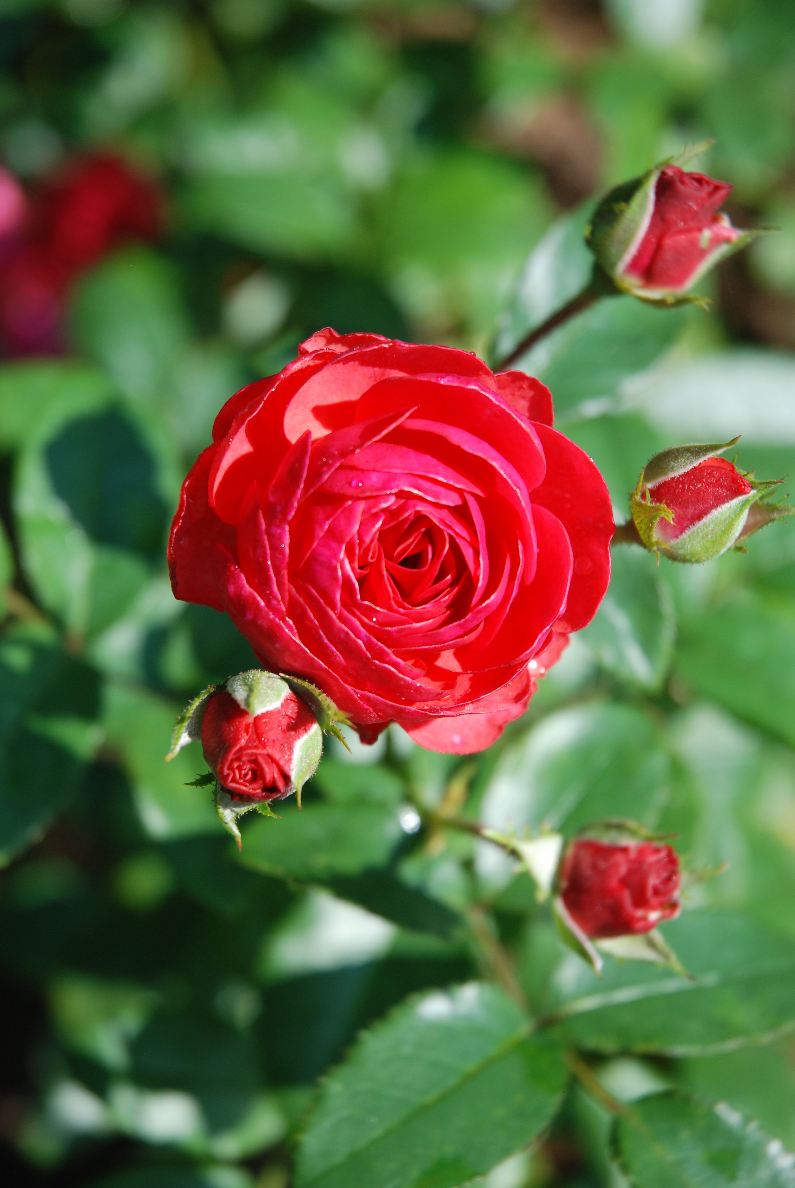 Red Rose in Nature · Free Stock Photo