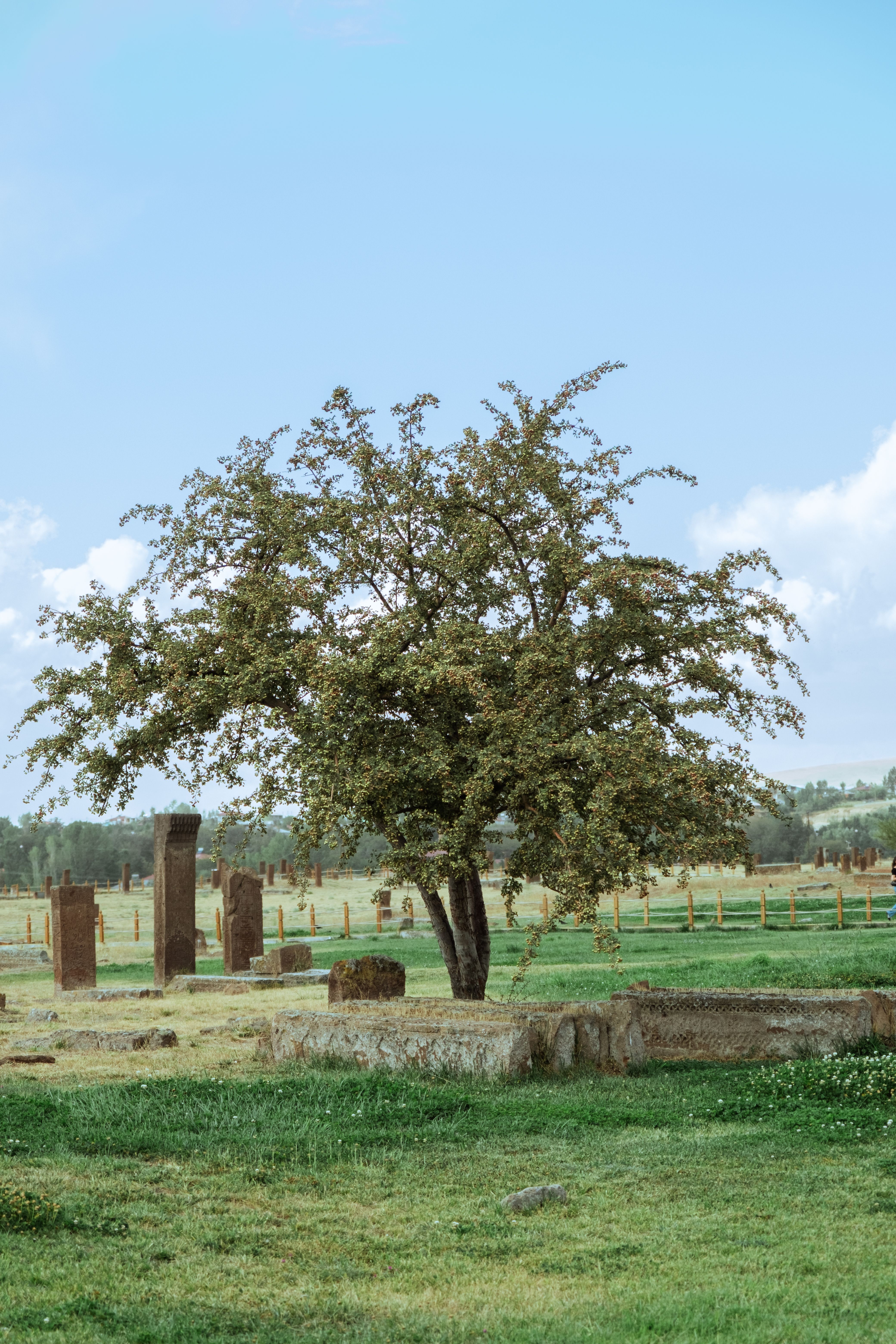 A tree in a field with some old stones · Free Stock Photo